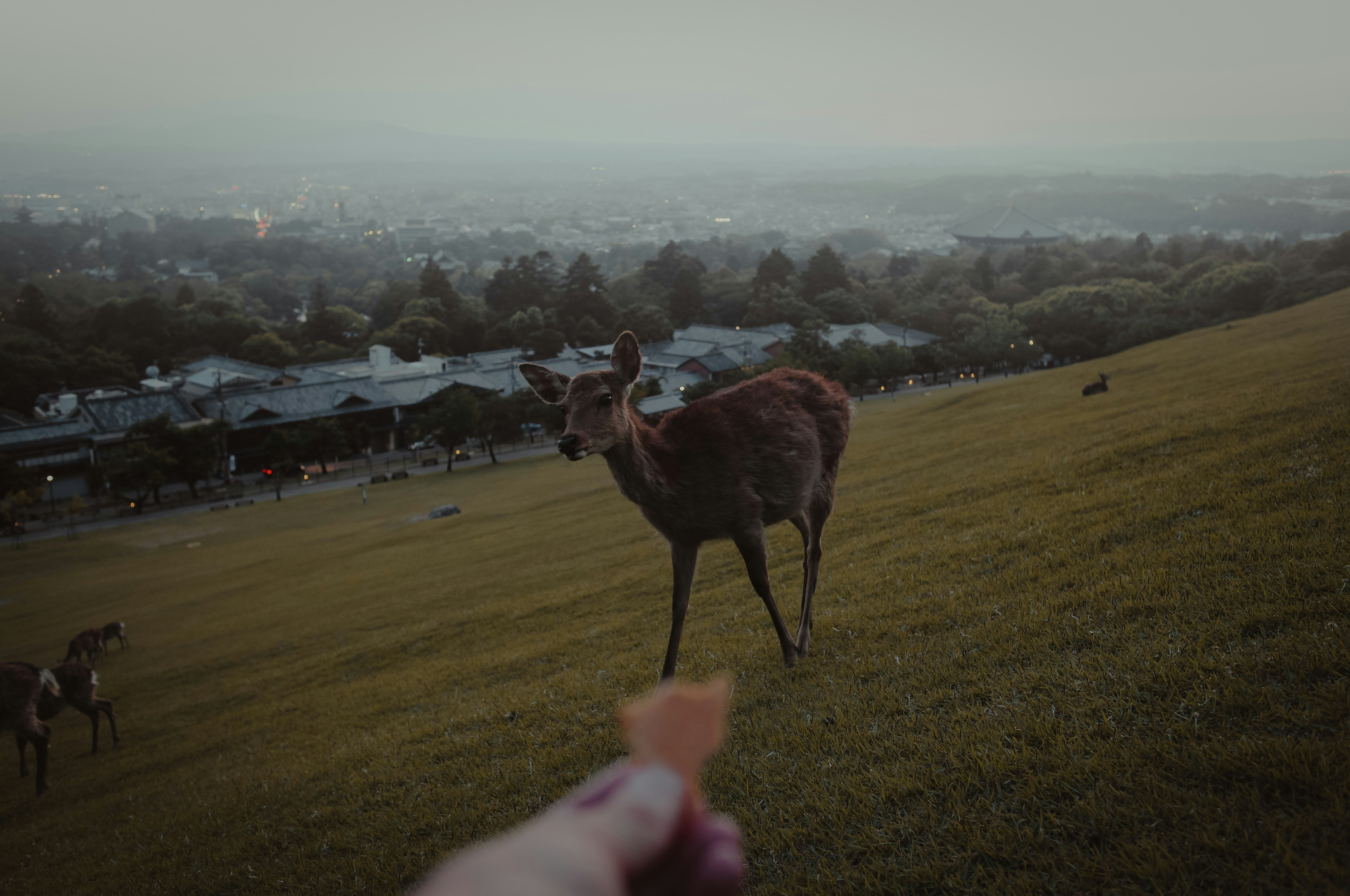 Hilltop Gaze: A curious deer on a grassy slope above a distant town
