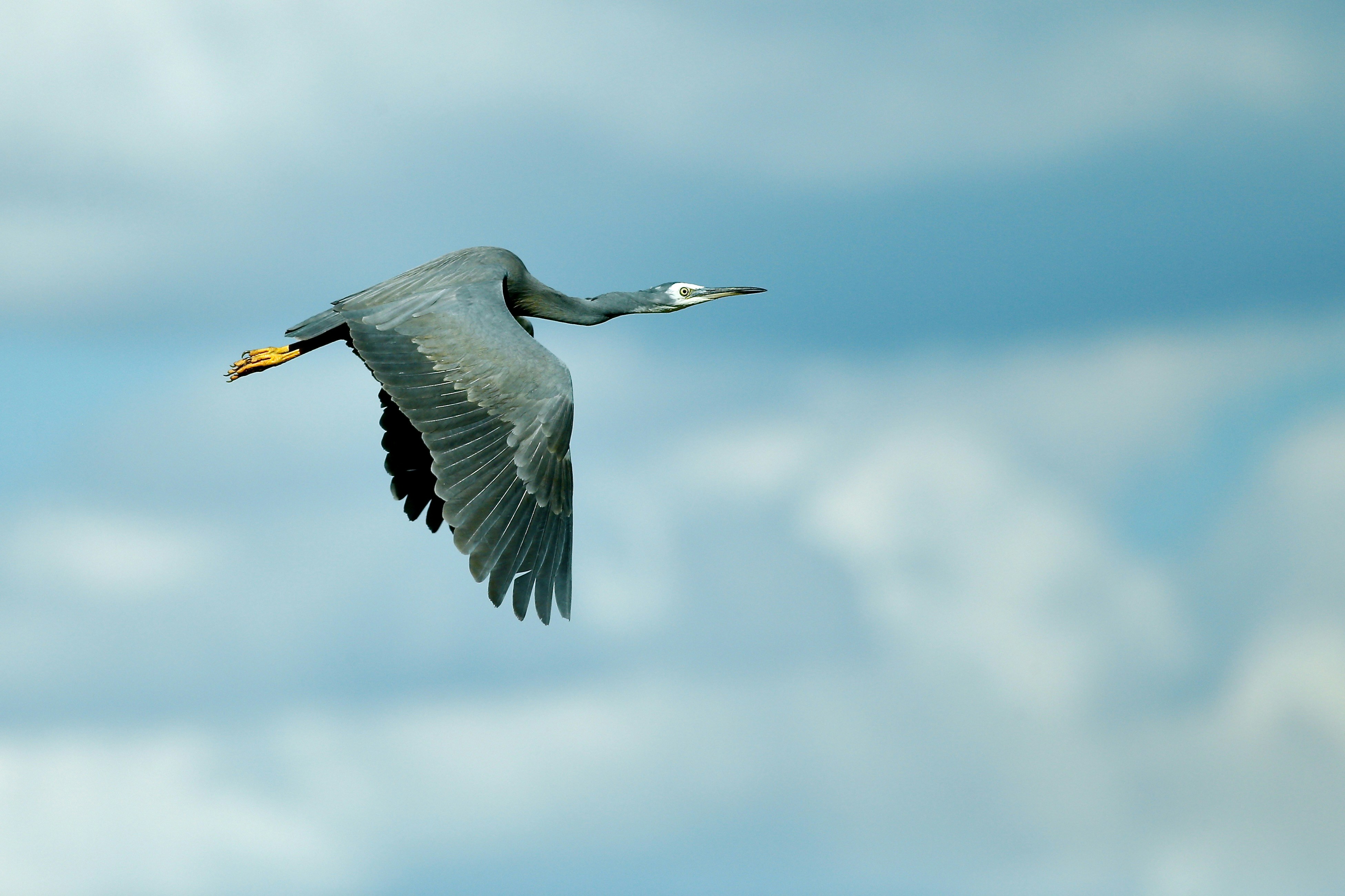Gray and white bird flying photo – Free Grey Image on Unsplash