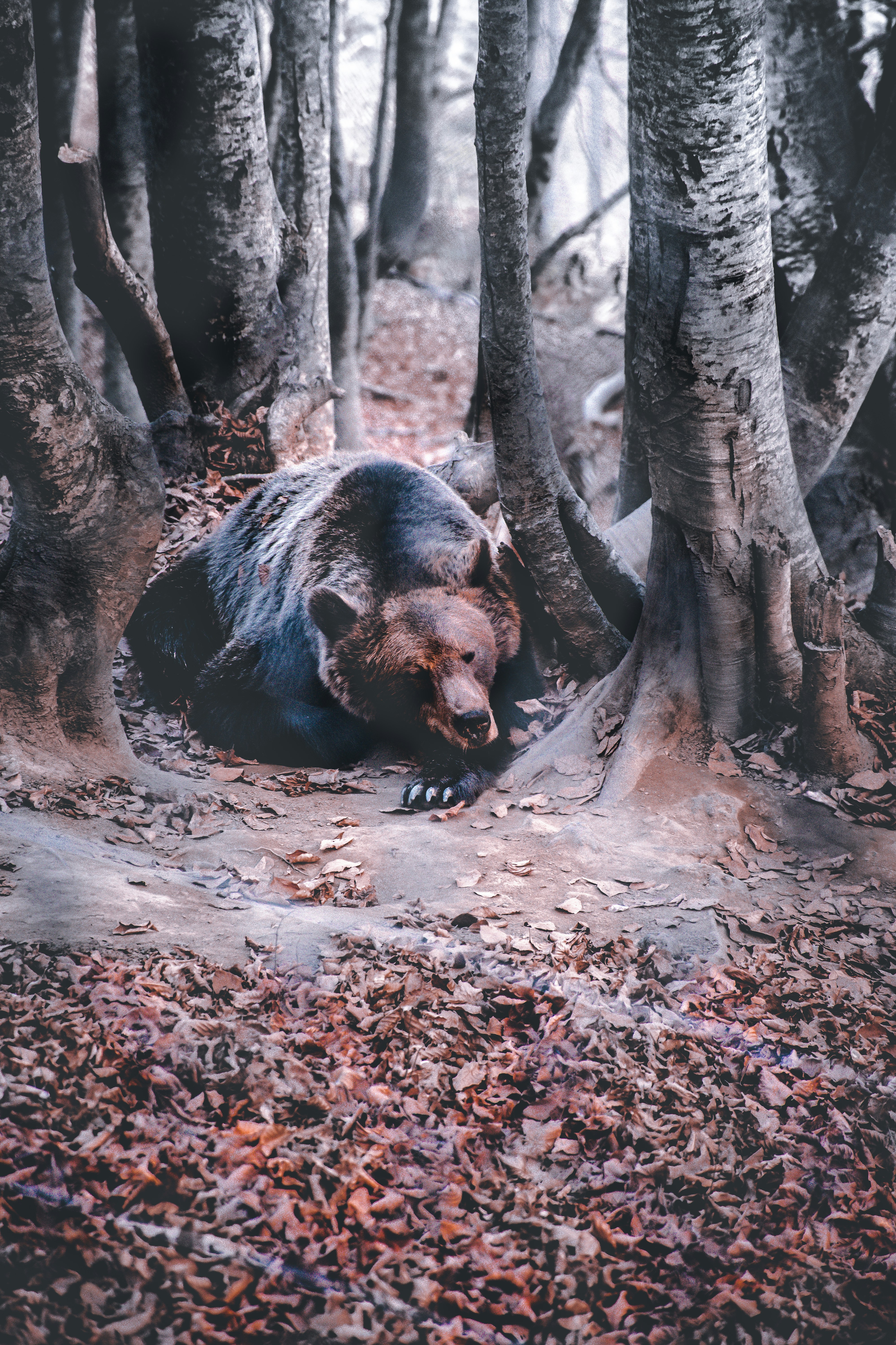 brown bear walking on snow covered ground during daytime