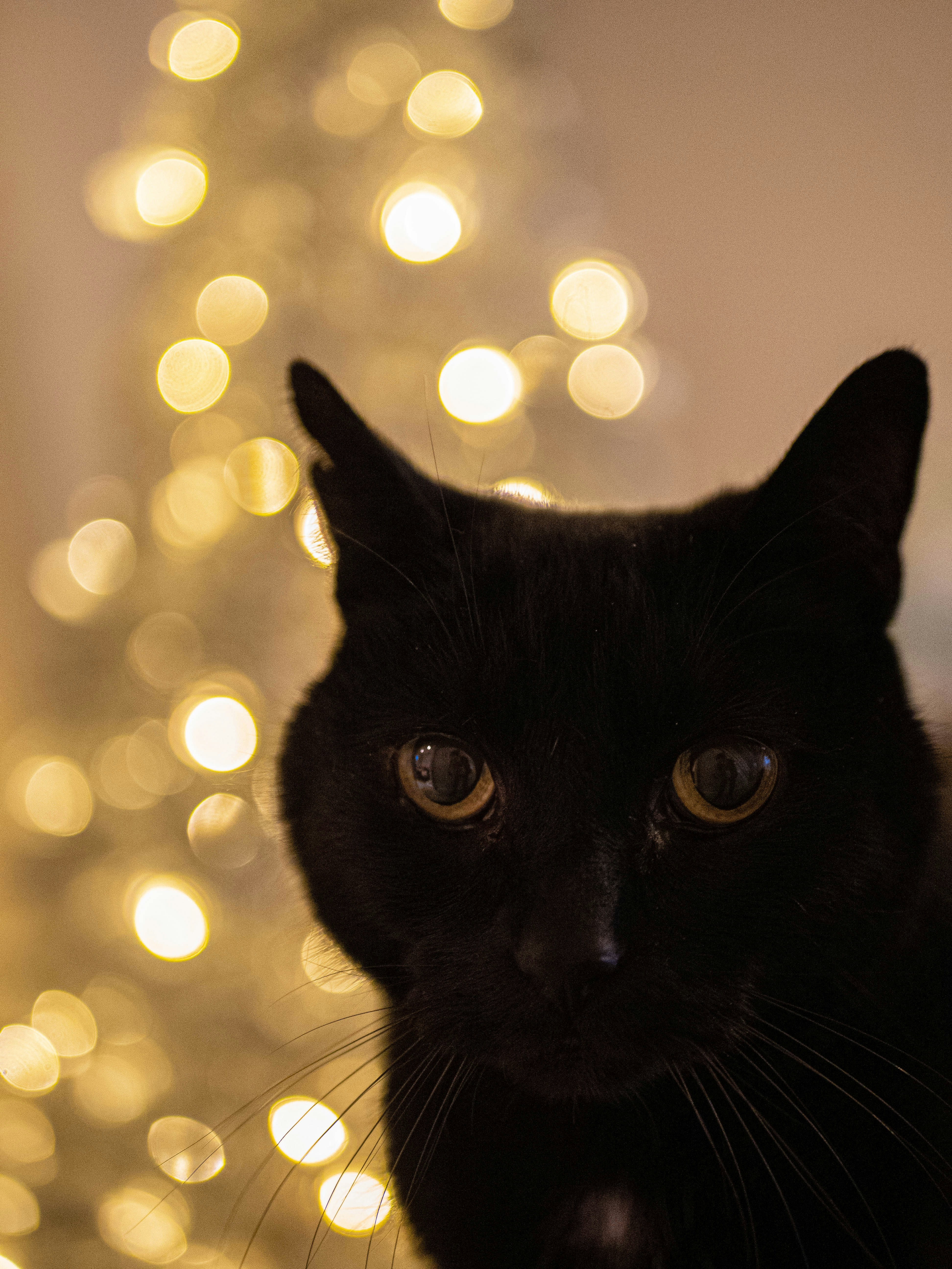 Black cat with striking golden eyes gazes intently, framed by a softly illuminated background of bokeh lights from a Christmas tree.