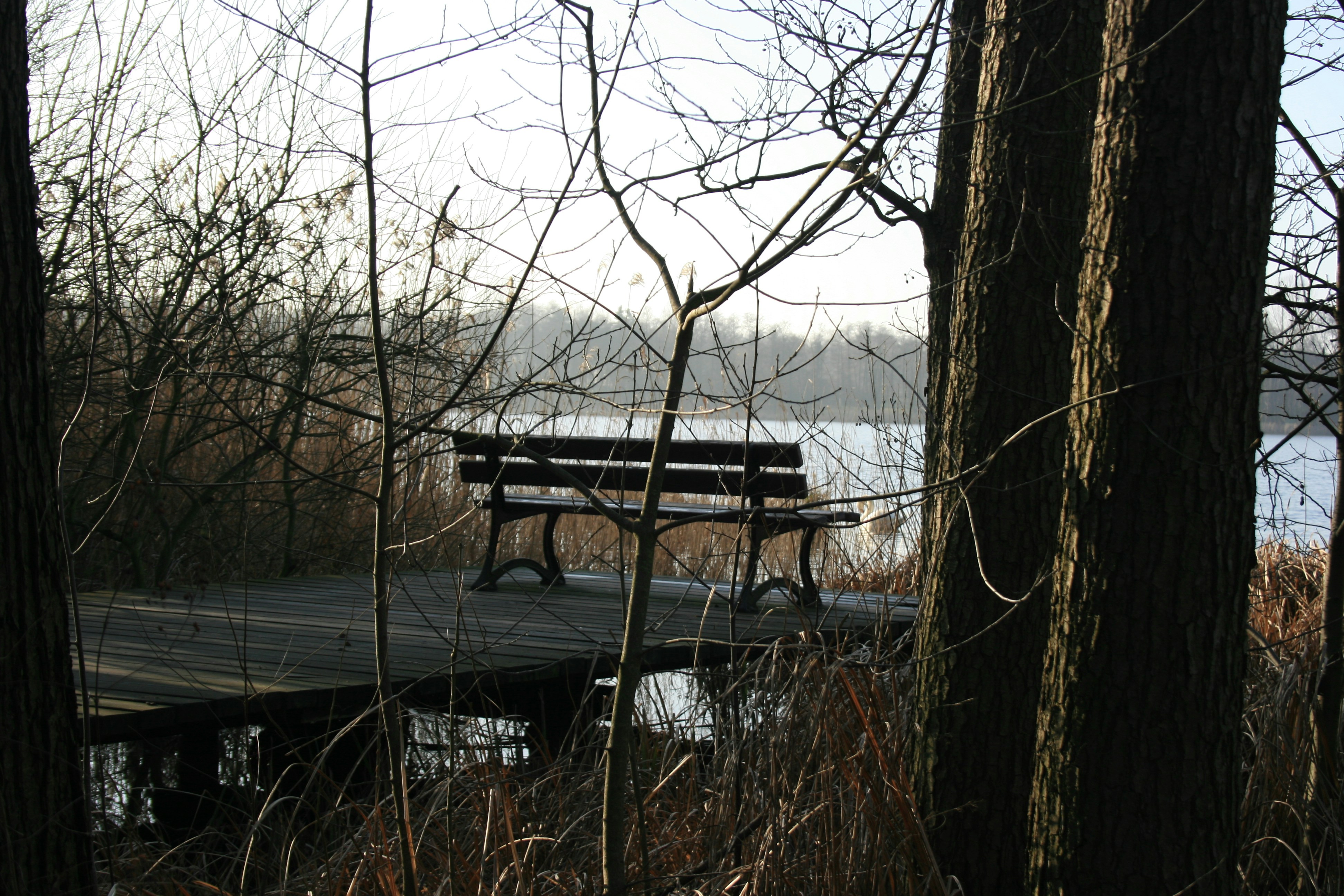 Lonely bench on a wooden platform surrounded by tall grasses and trees, overlooking a tranquil lake in early morning light.