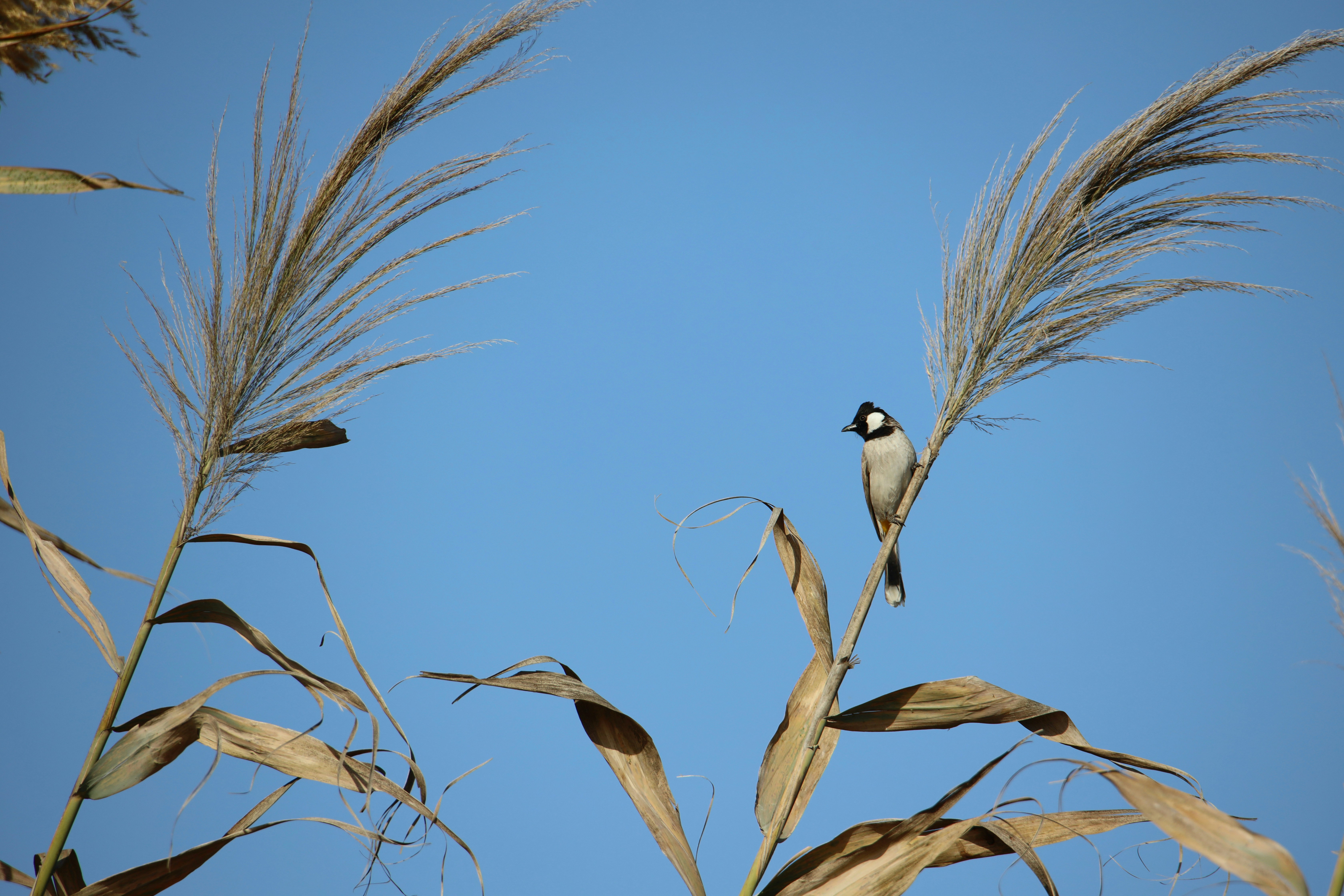 Black and white bird on brown wheat during daytime photo – Free Blue ...