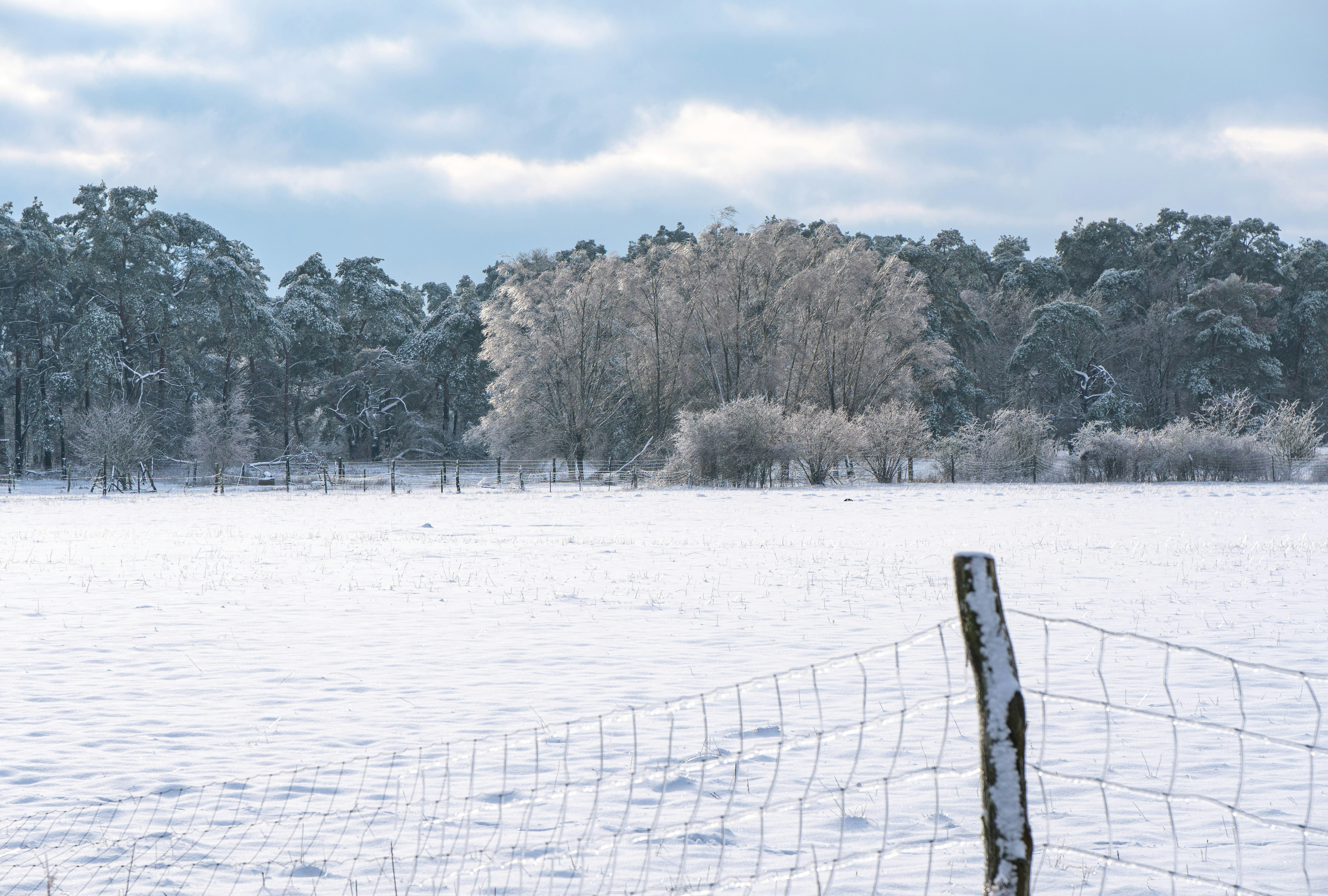 Snowbound Verge: A Far‑Branched Field Framed by Frosted Trees