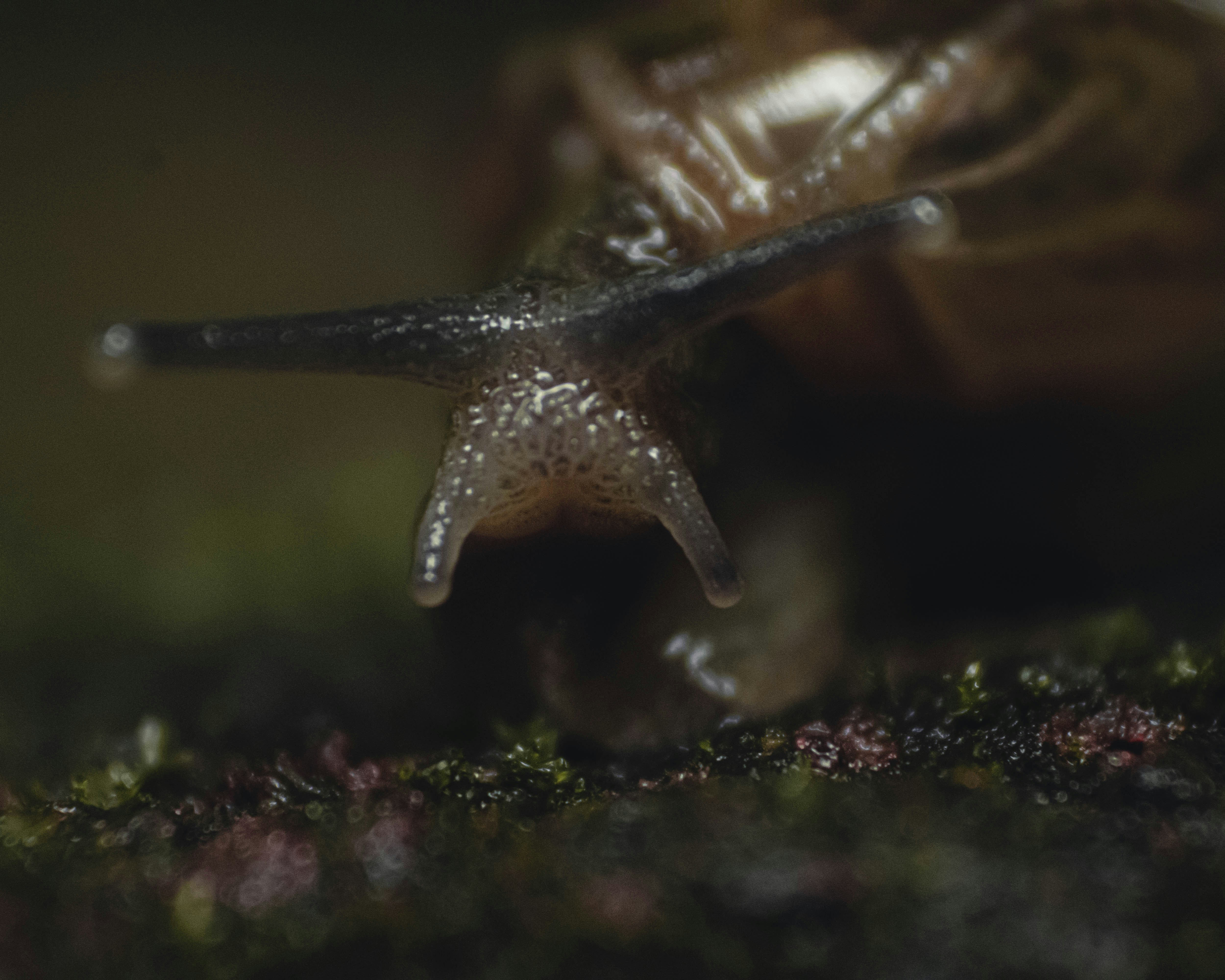Mossy Microglide: A Tiny Gastropod Navigates a Dim Macro Stage