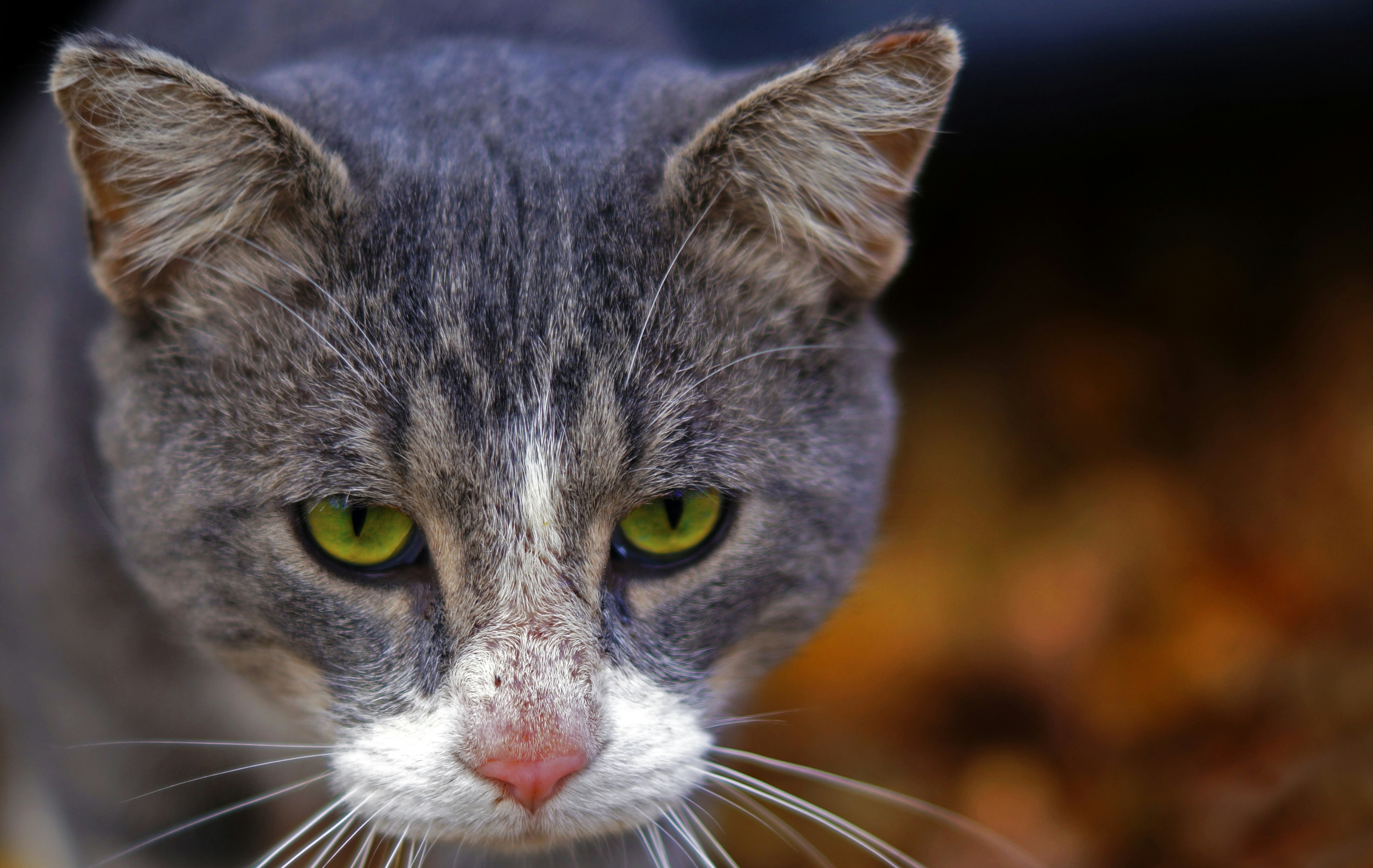 Focused Gaze: A Gray Cat with Piercing Green Eyes