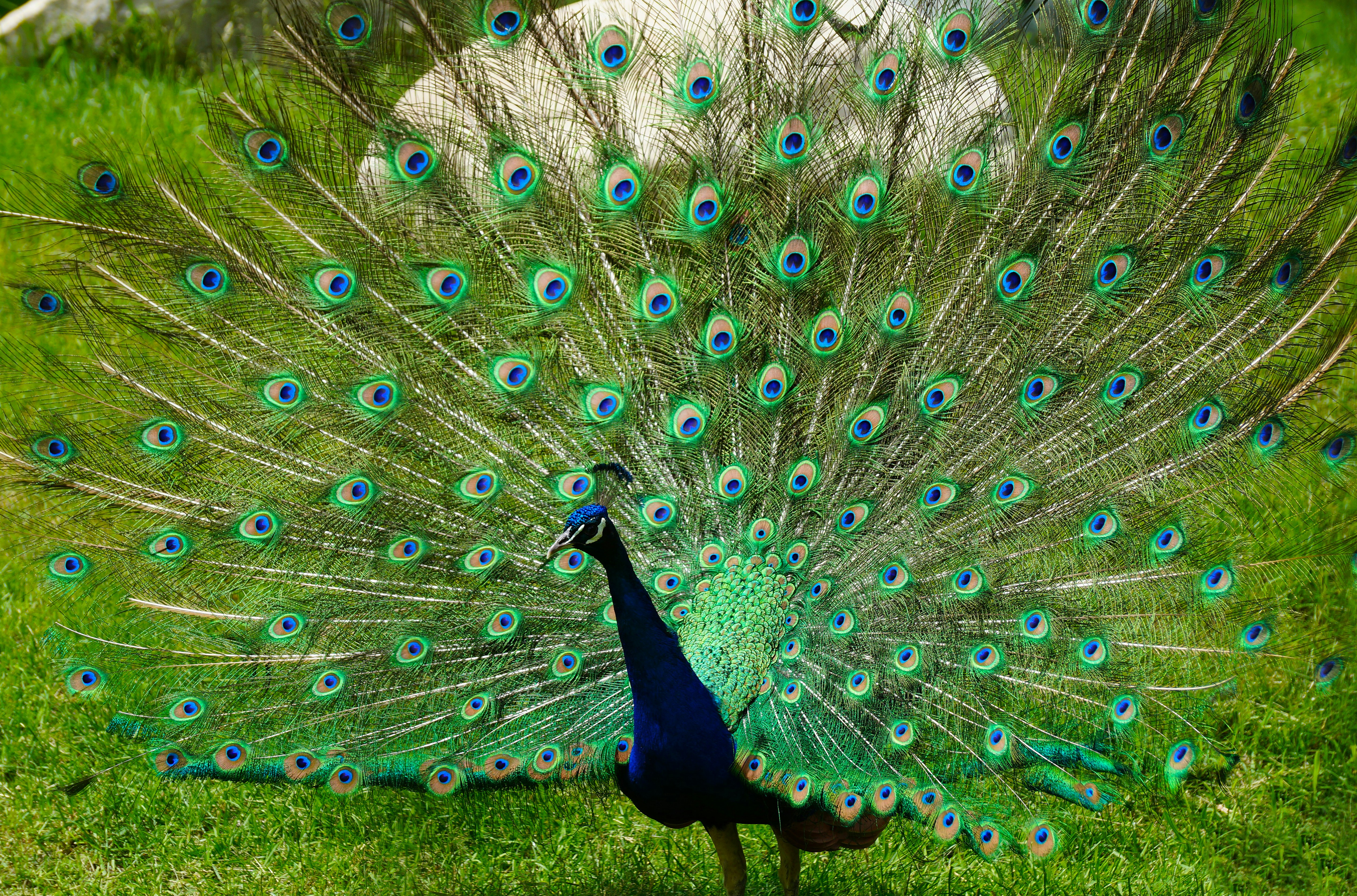 Peacock displaying its vibrant tail feathers in a lush green setting, showcasing intricate patterns and colors.