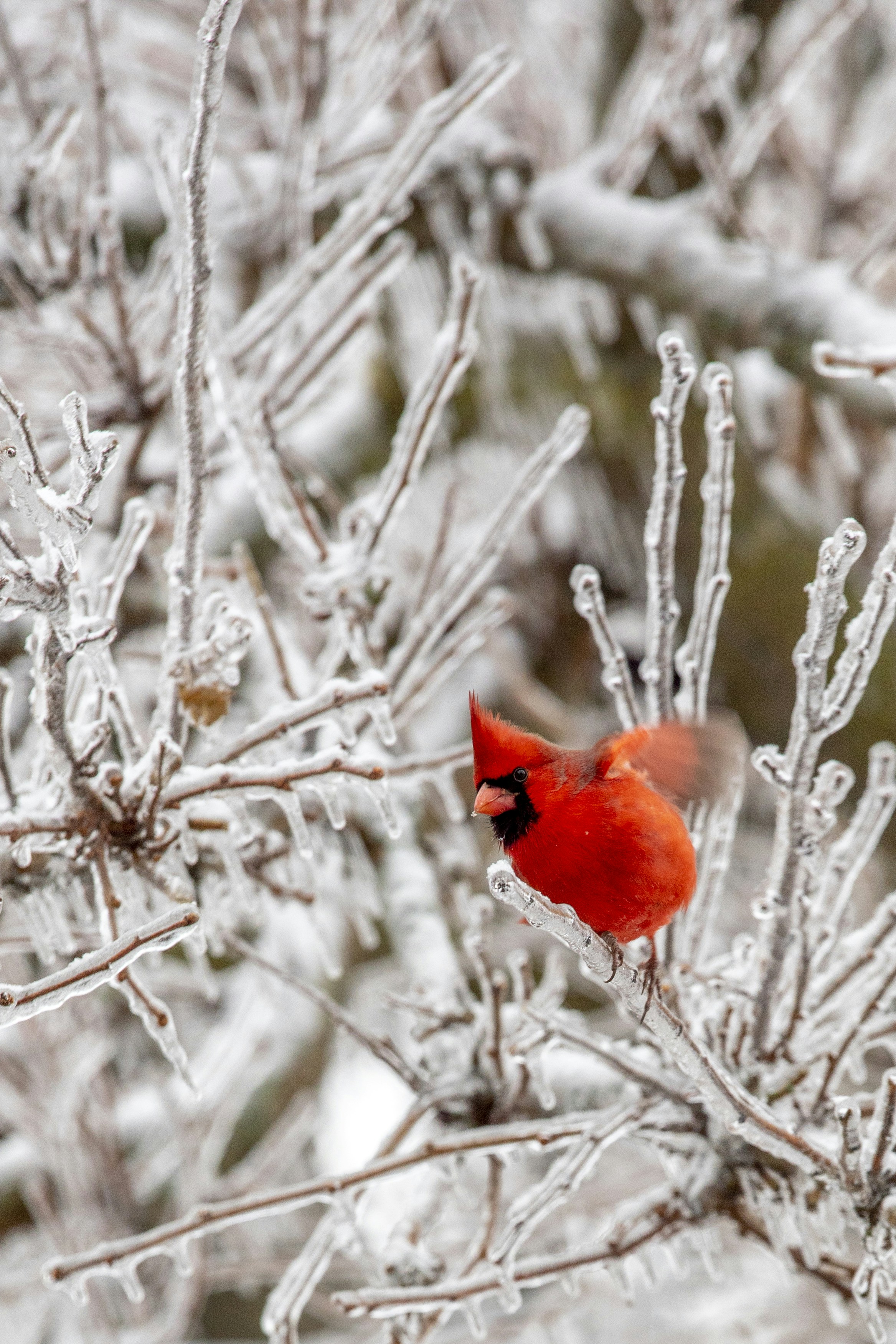 A vibrant cardinal perched on icy branches, contrasting sharply with the frosty background. The scene captures the essence of winter wildlife.
