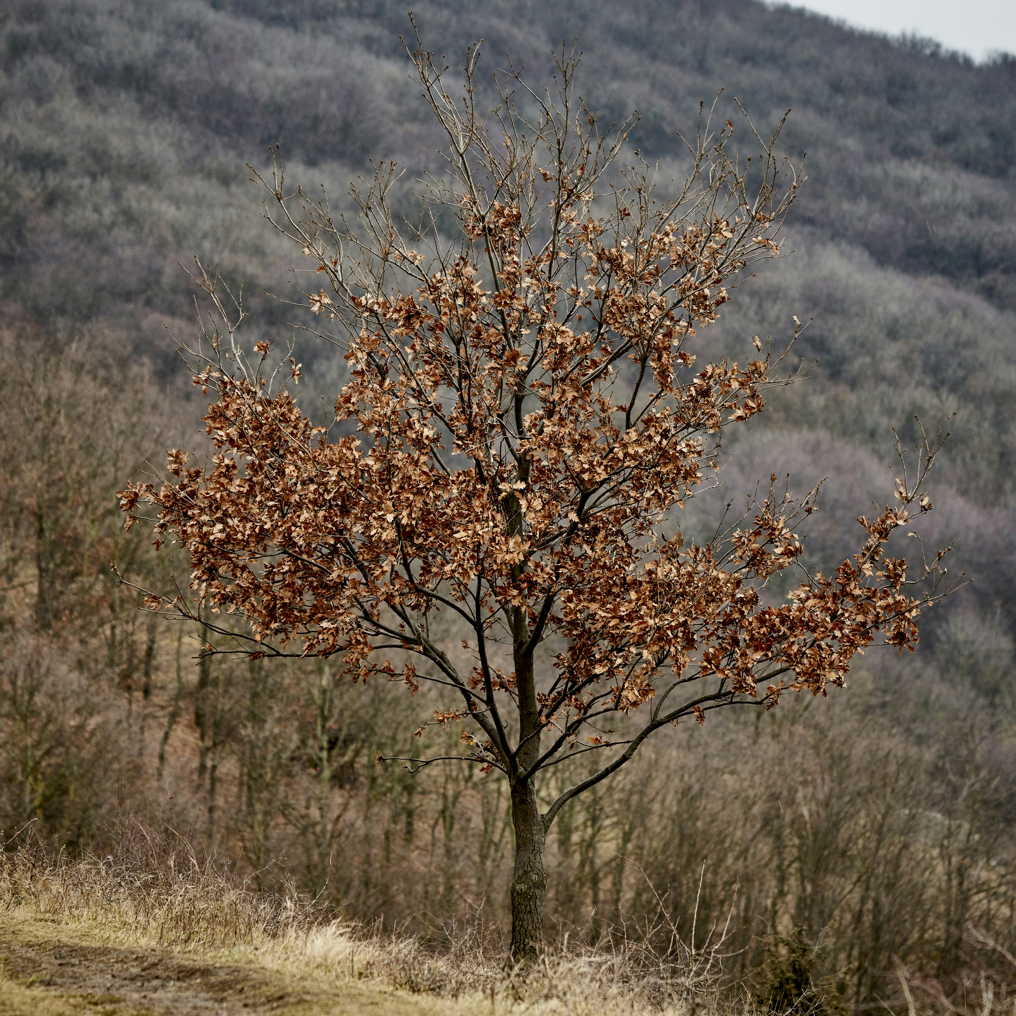 Tree nr. 10 573 289 on south side of Devinska Kobyla mountain