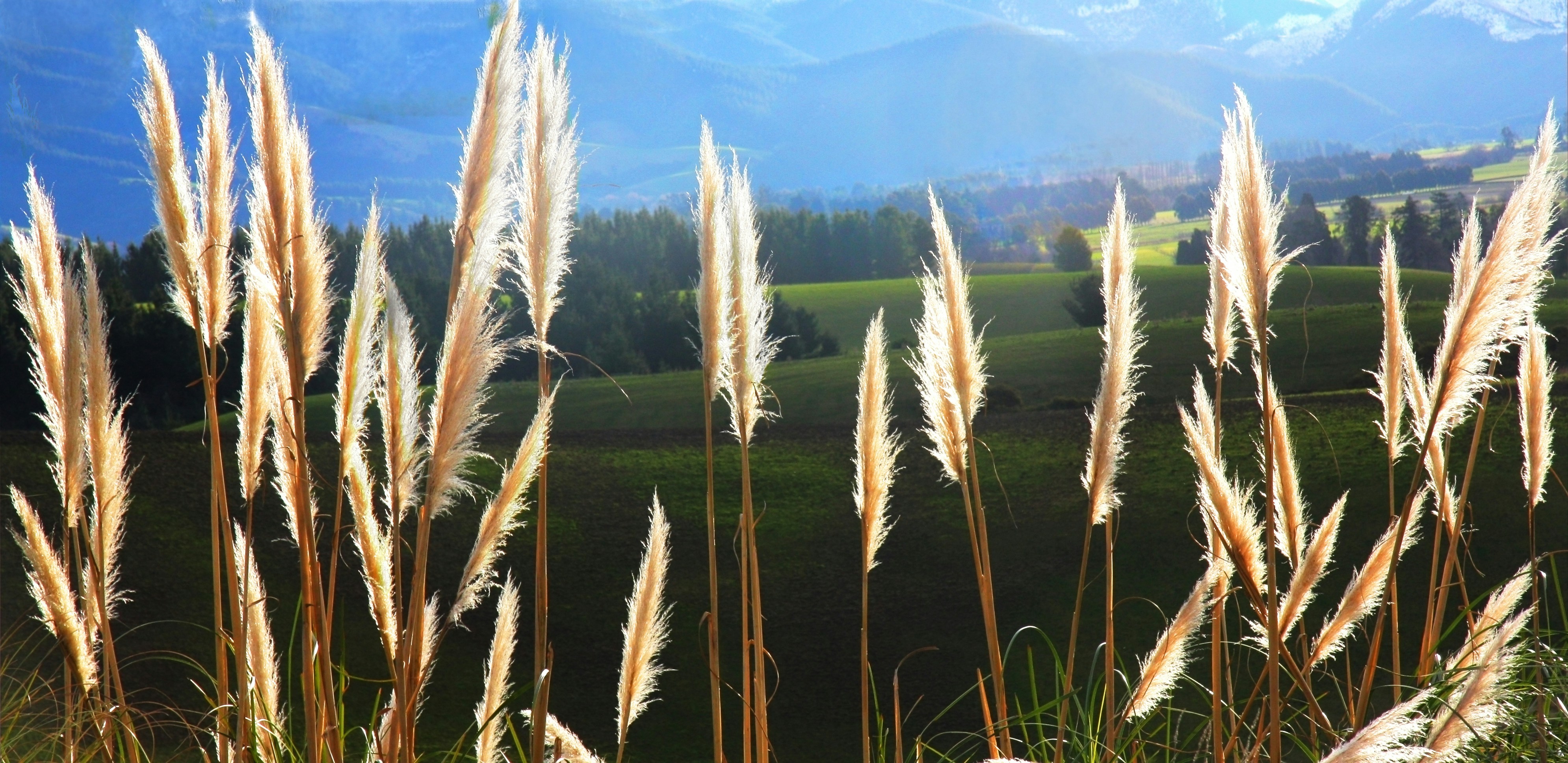 Whispers of the Wind: Golden Grasses Against Majestic Mountains