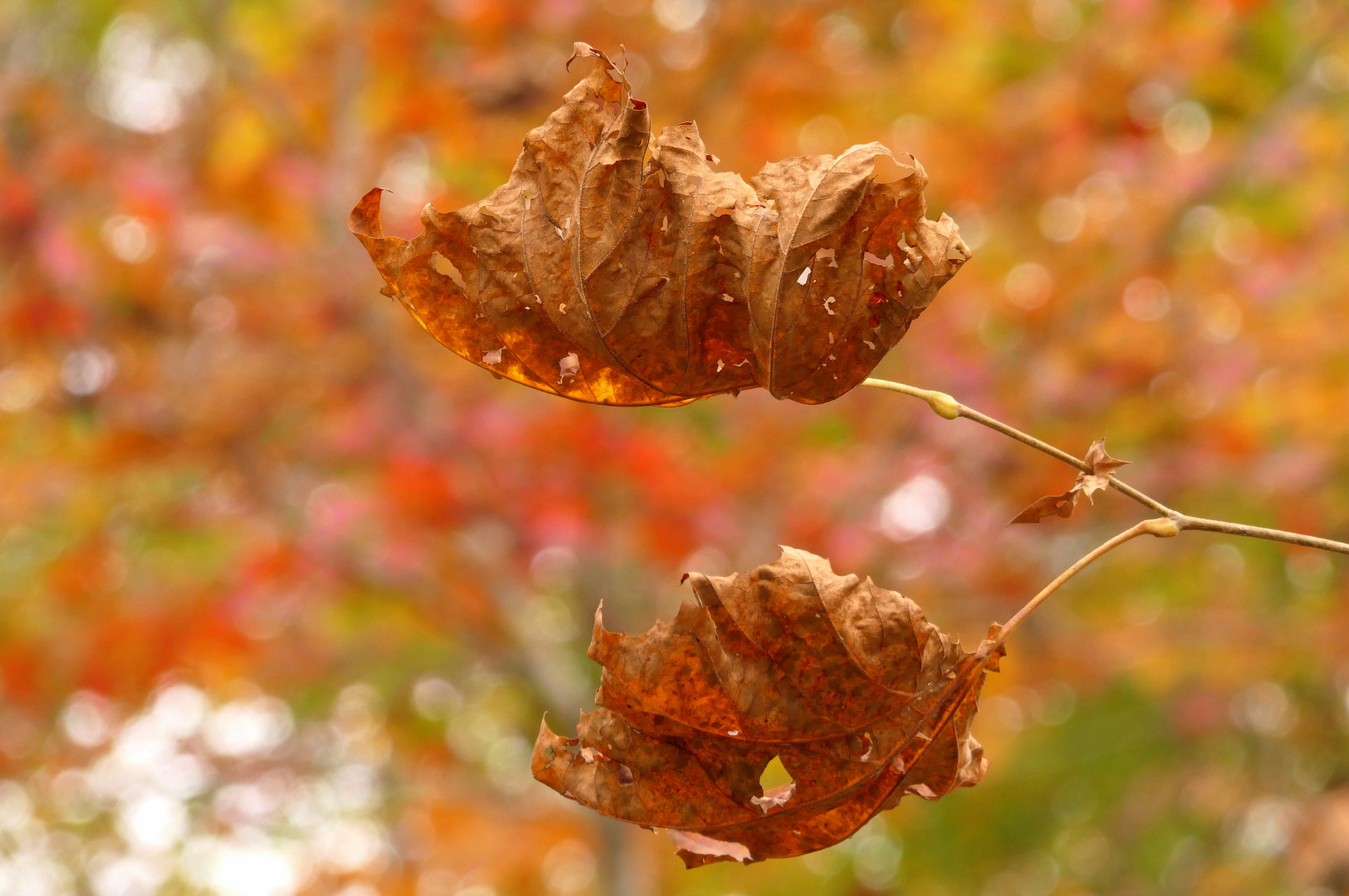 Two Dried Leaves on a Twig, Framed by Velvet Autumn Blur