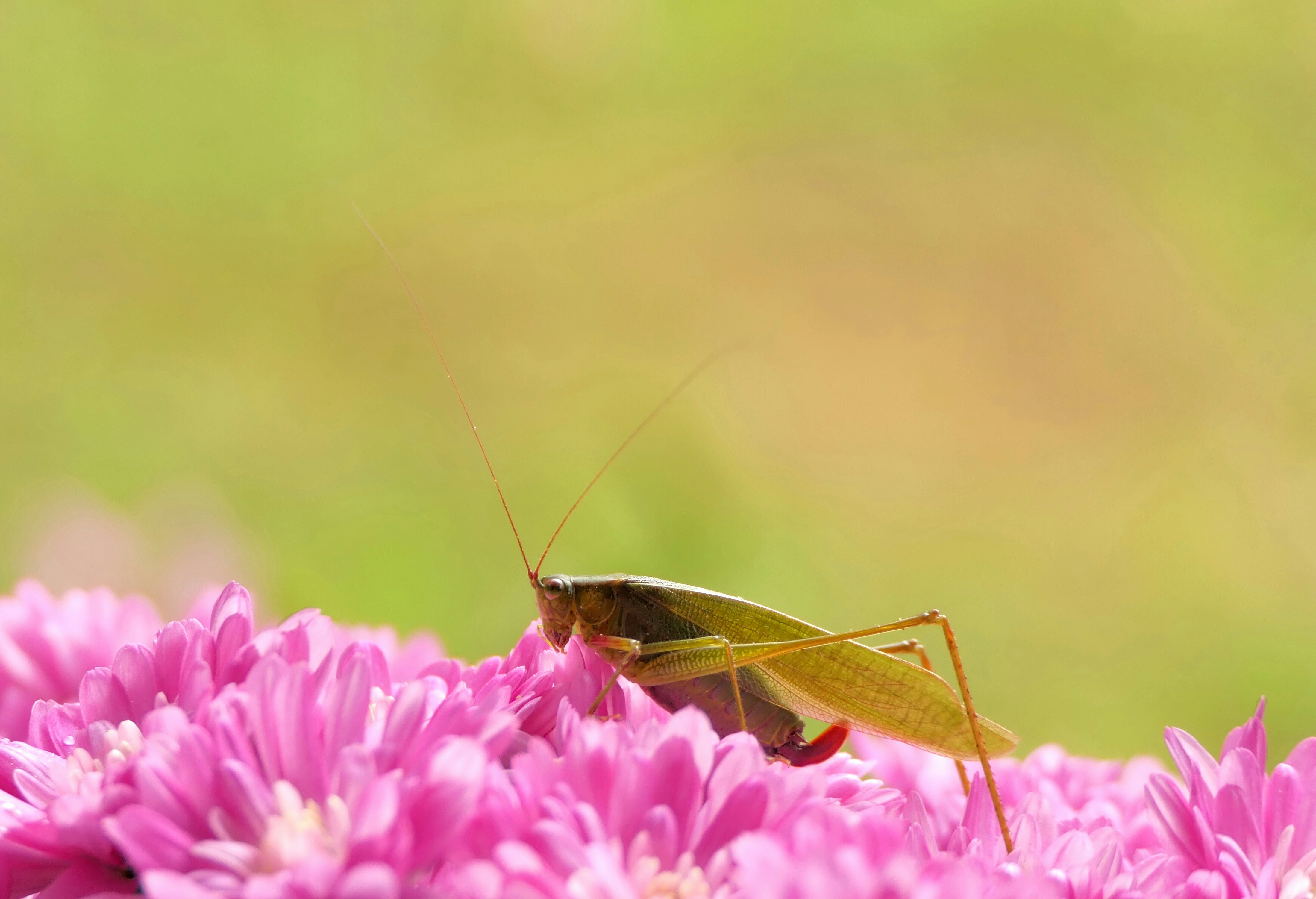 Petal Perch: A Tiny Katydid on Pink Chrysanthemums