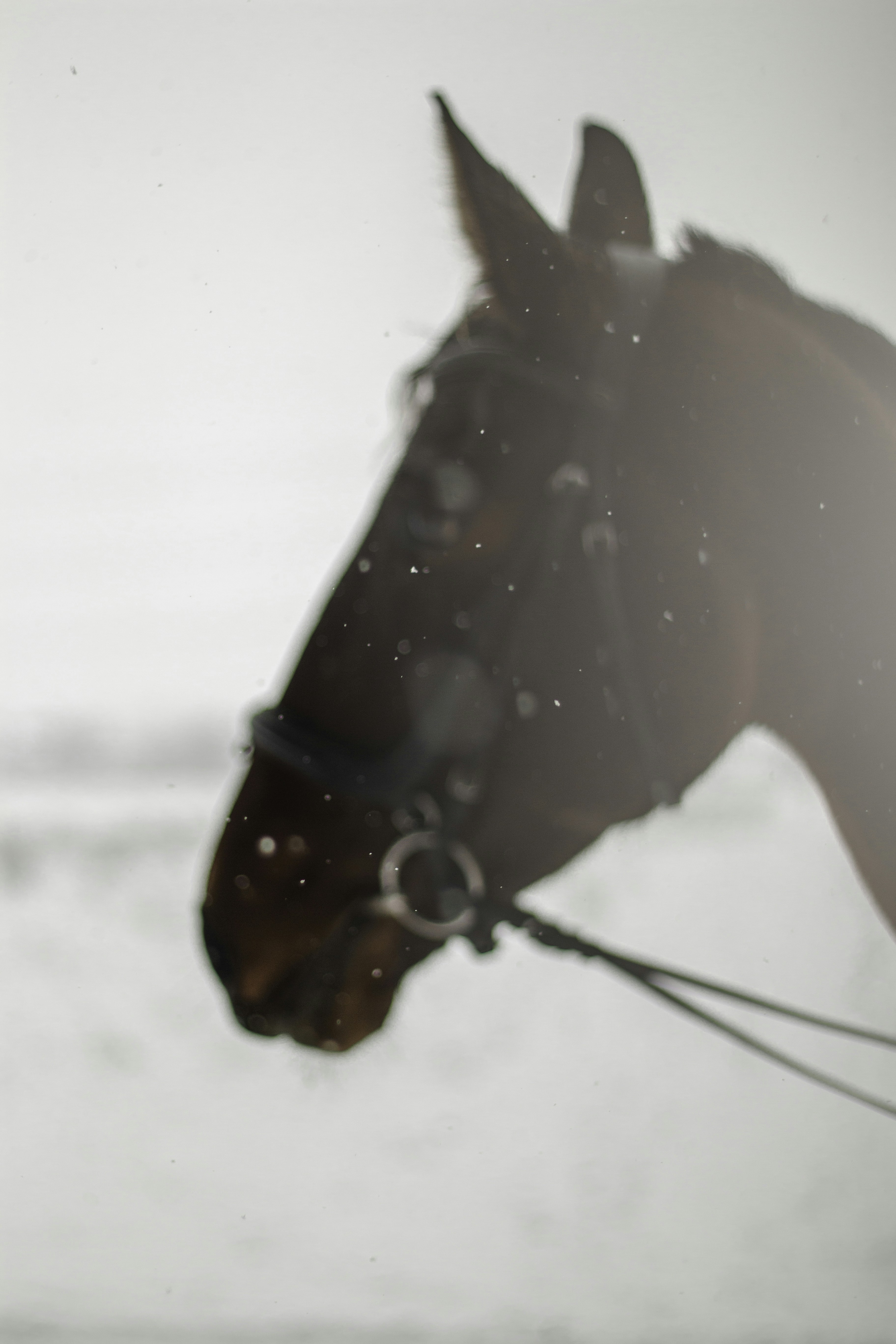 Snowbound Portrait: A Horse's Head Emerges Through Gentle Blur