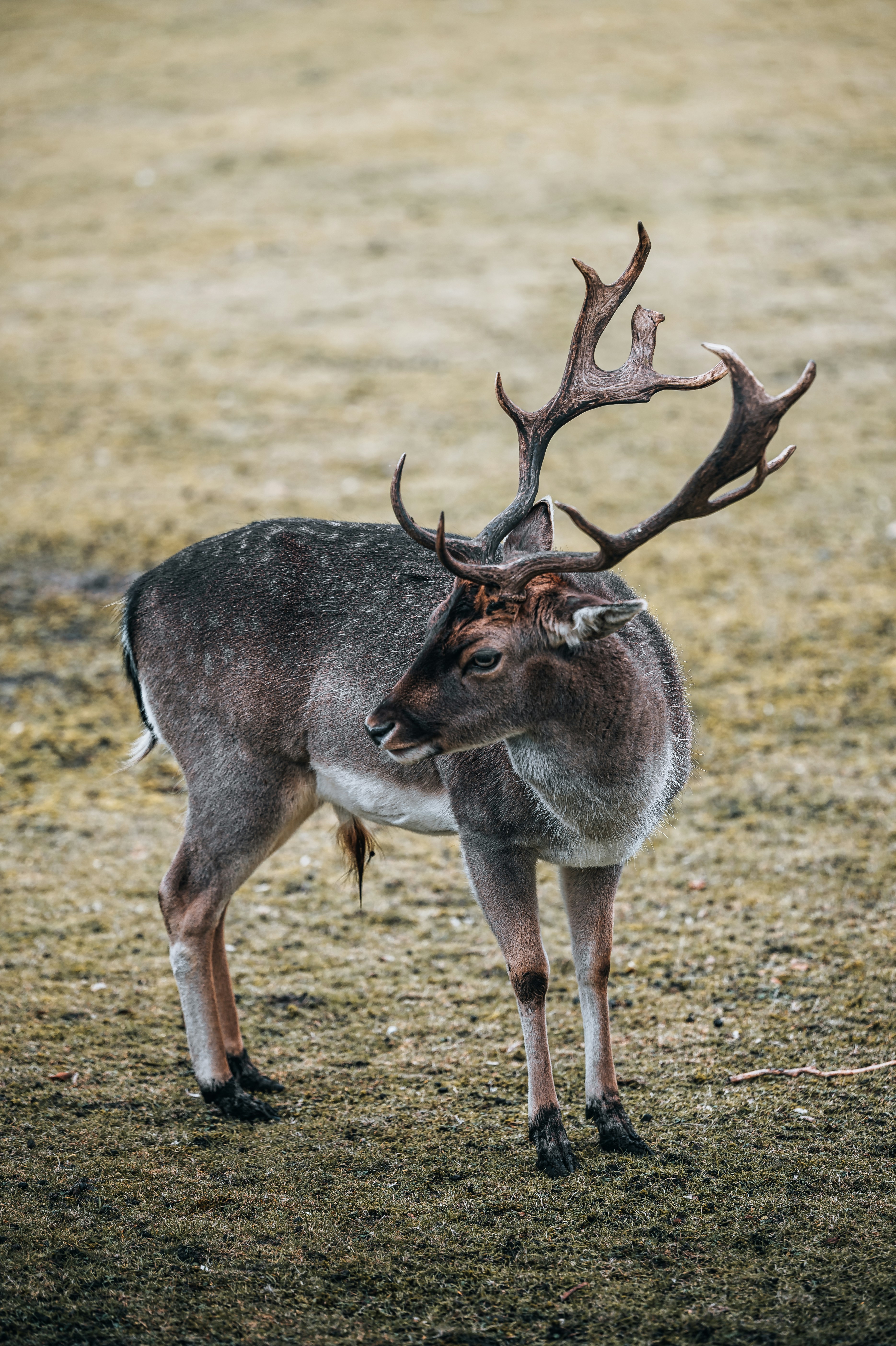500+ Reindeer Pictures | Download Free Images on Unsplash