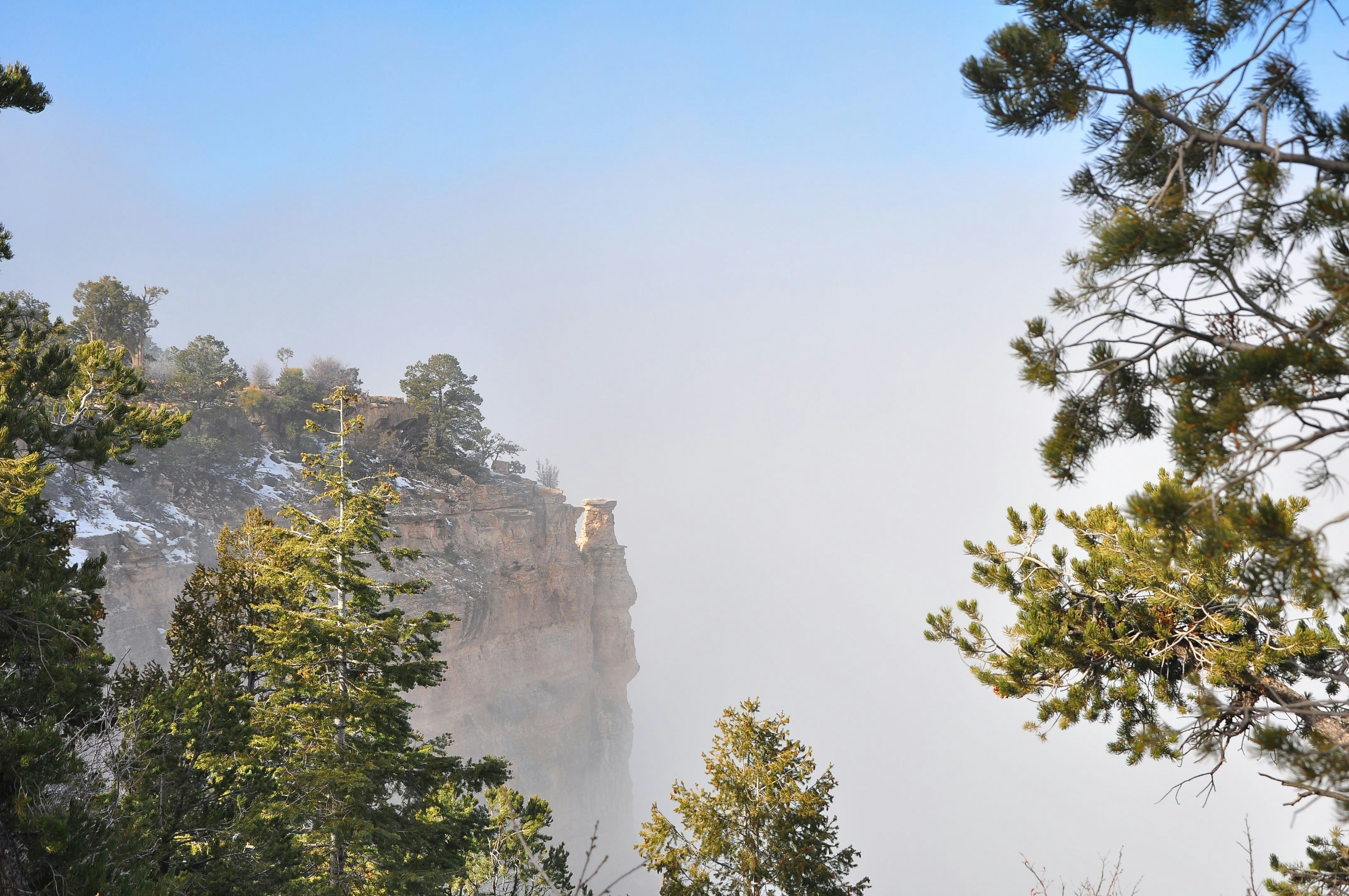 Mist Reveals a Cliff Edge Between Pine Canopies