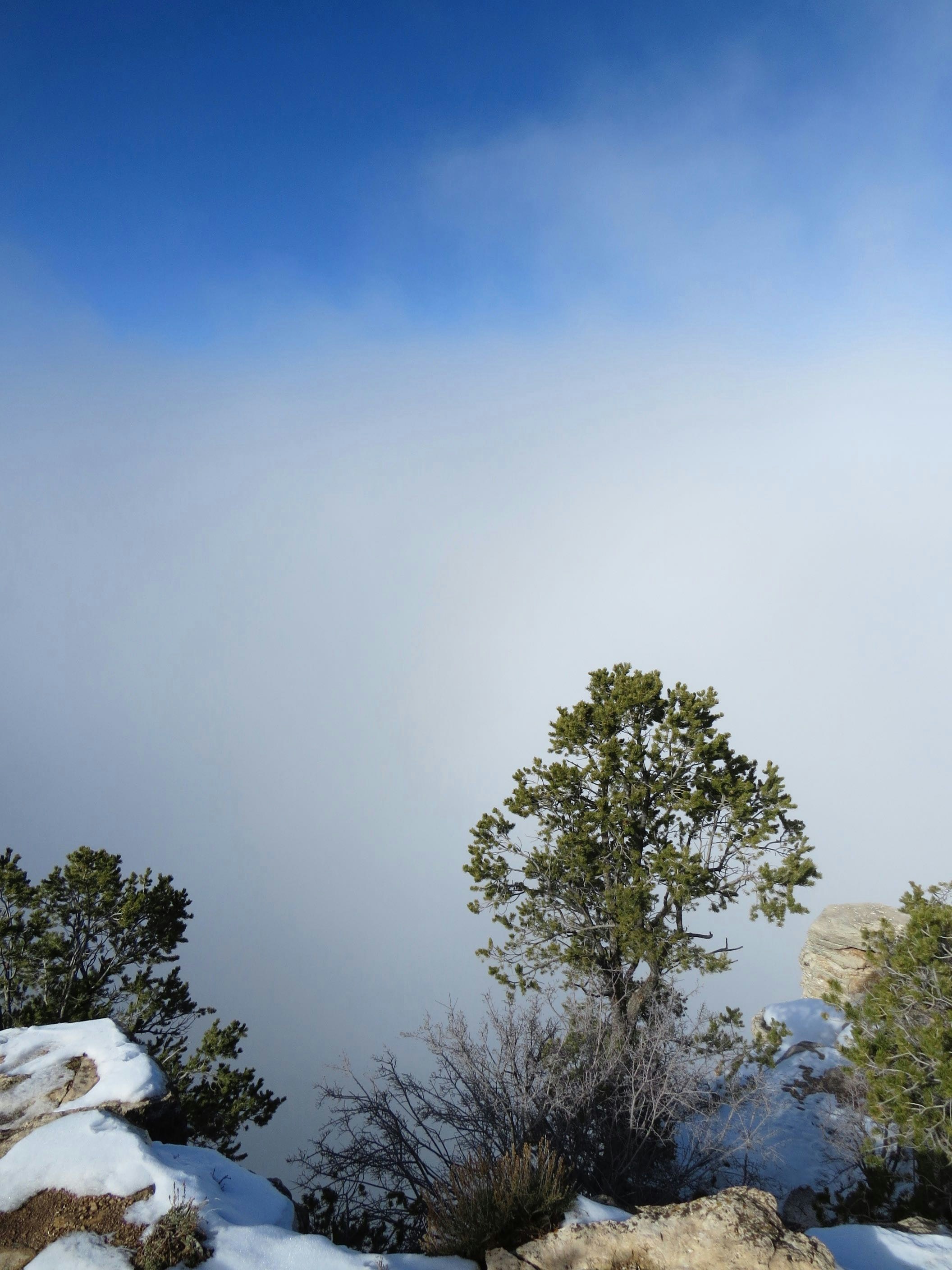 Snowy ledge with wind-sculpted pines against a pale sea of clouds