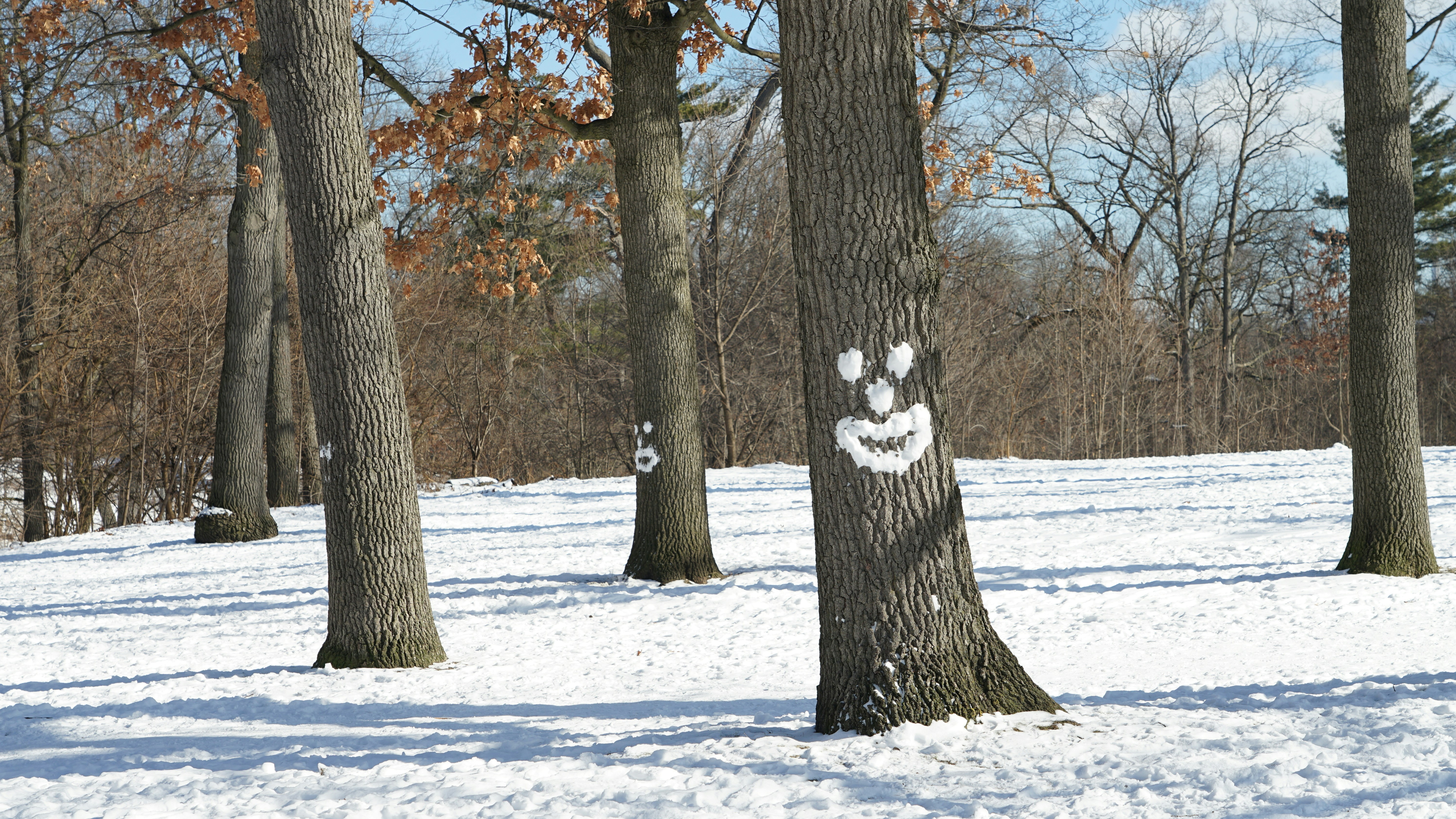 Snowy Wood Portrait: Trees with Smiling Bark