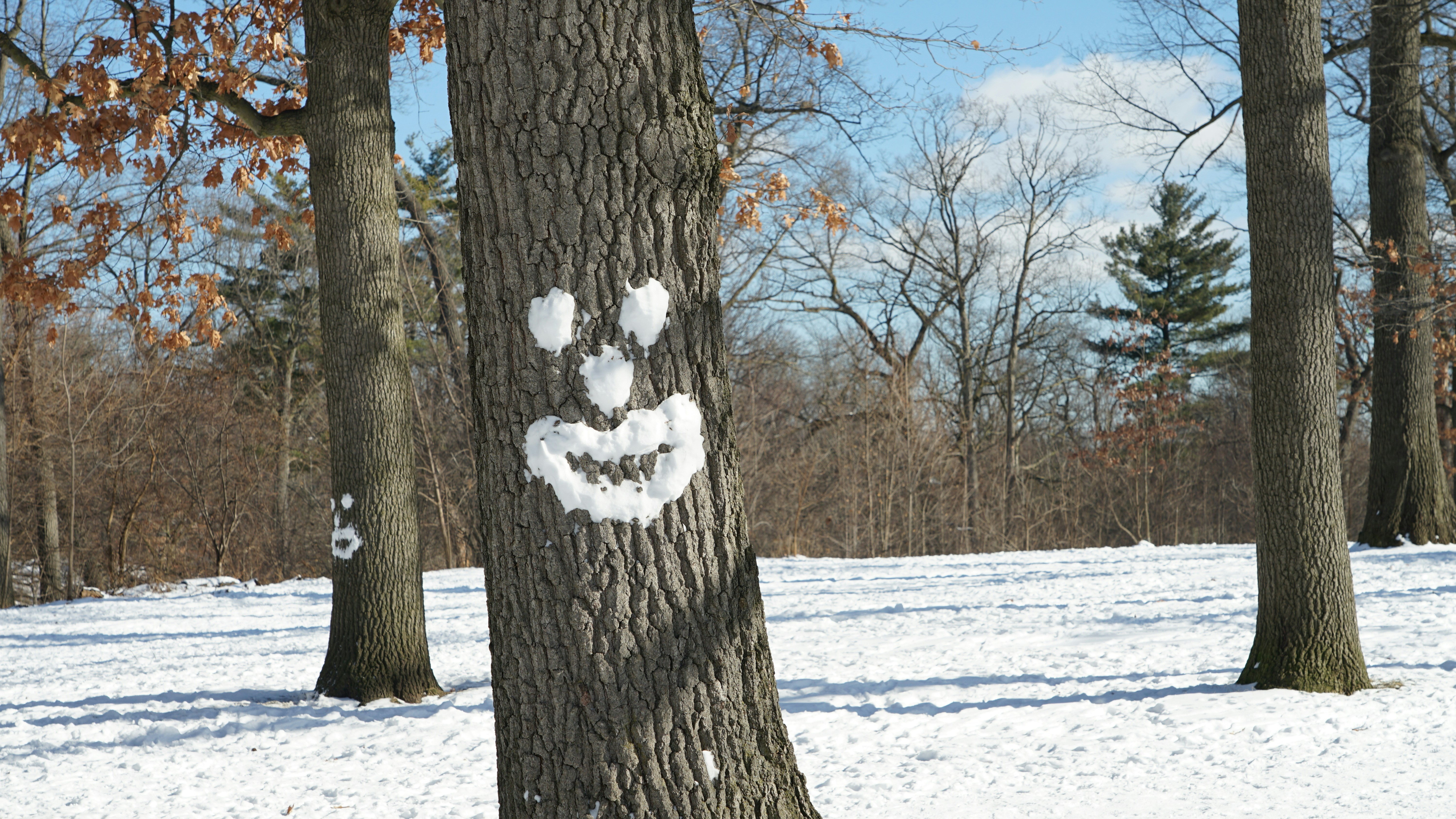 brown bare tree on snow covered ground during daytime