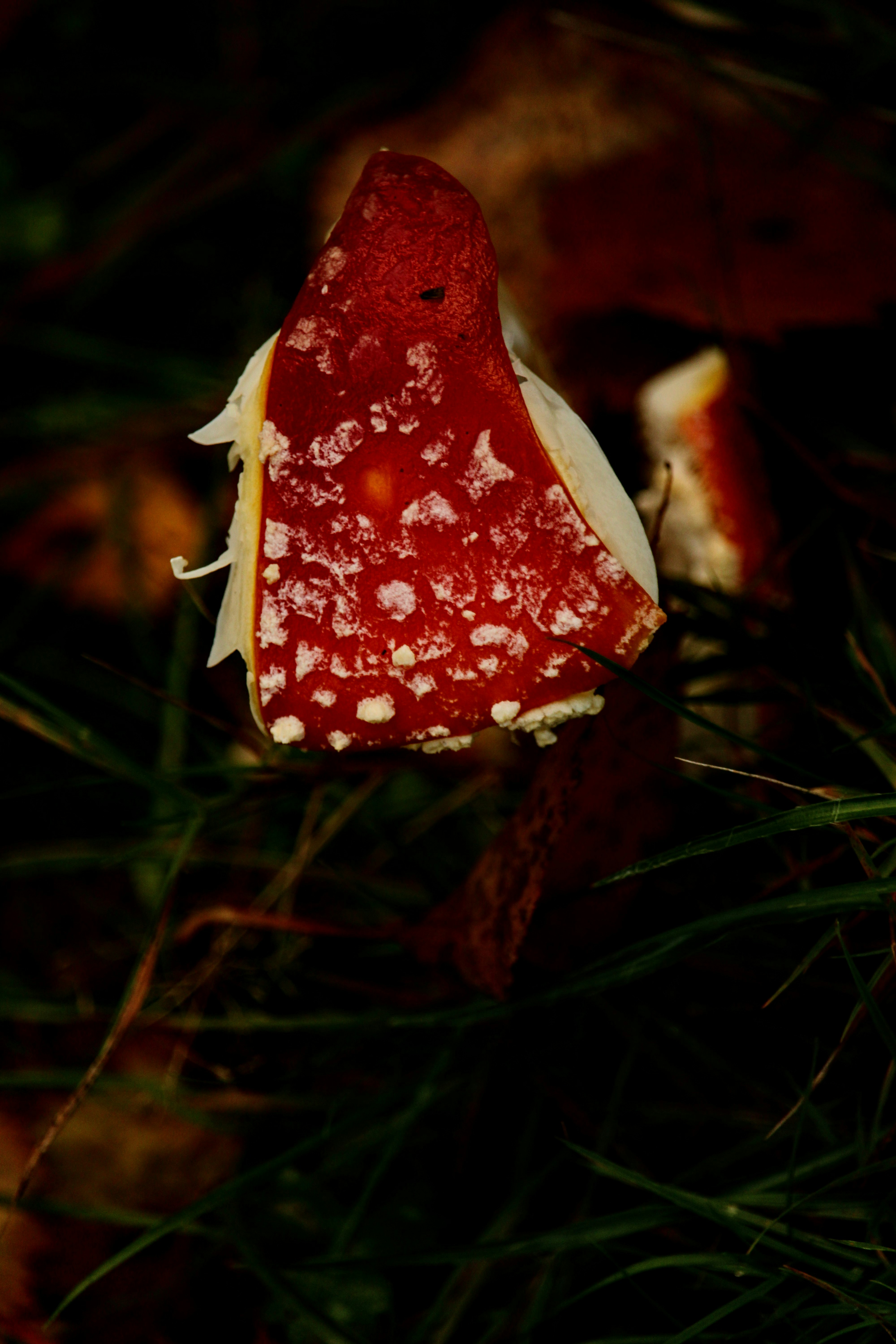 Scarlet Cap in the Shadow: a Pine Needle Still Life
