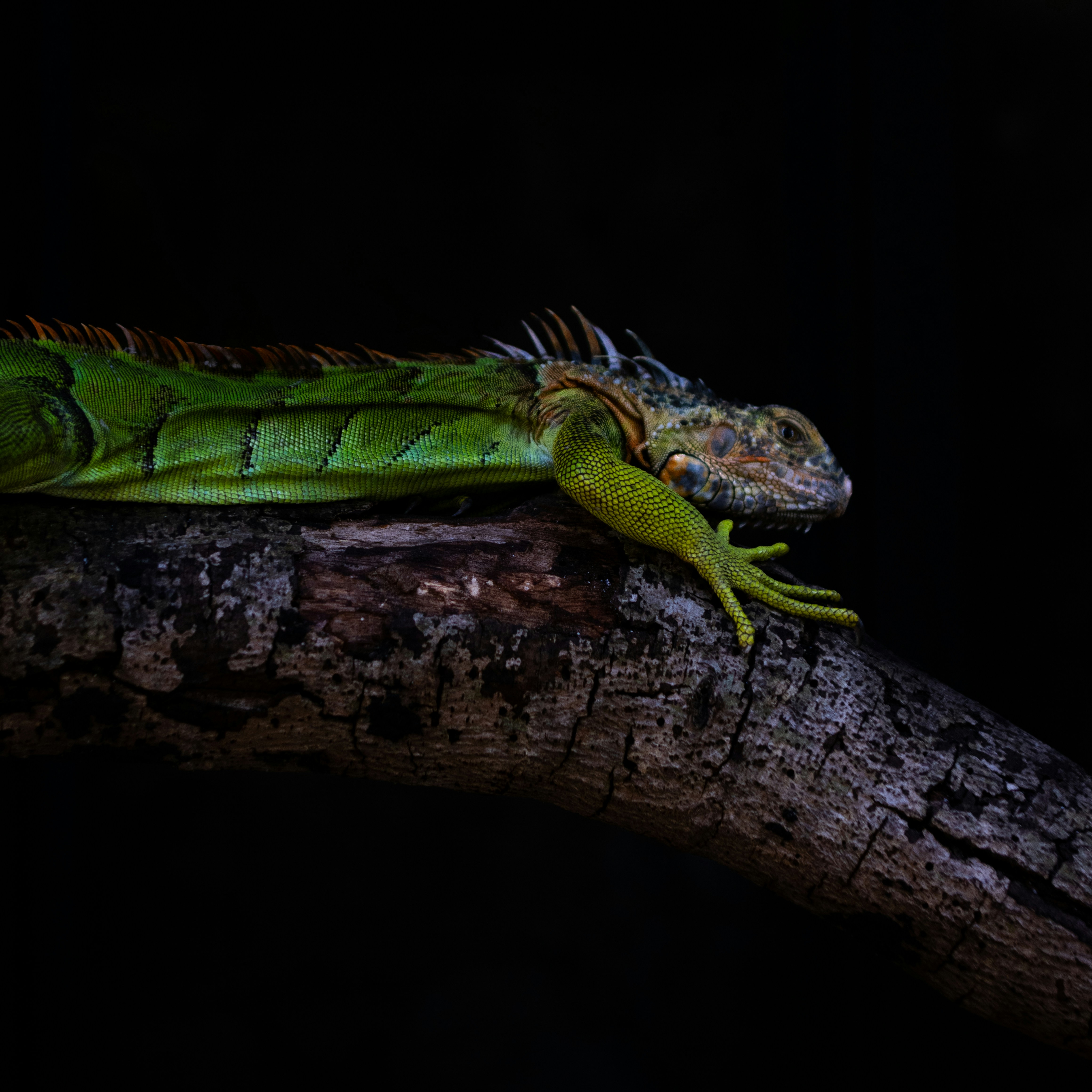 Emerald Iguana Resting on a Weathered Branch Against a Velvet Black Backdrop