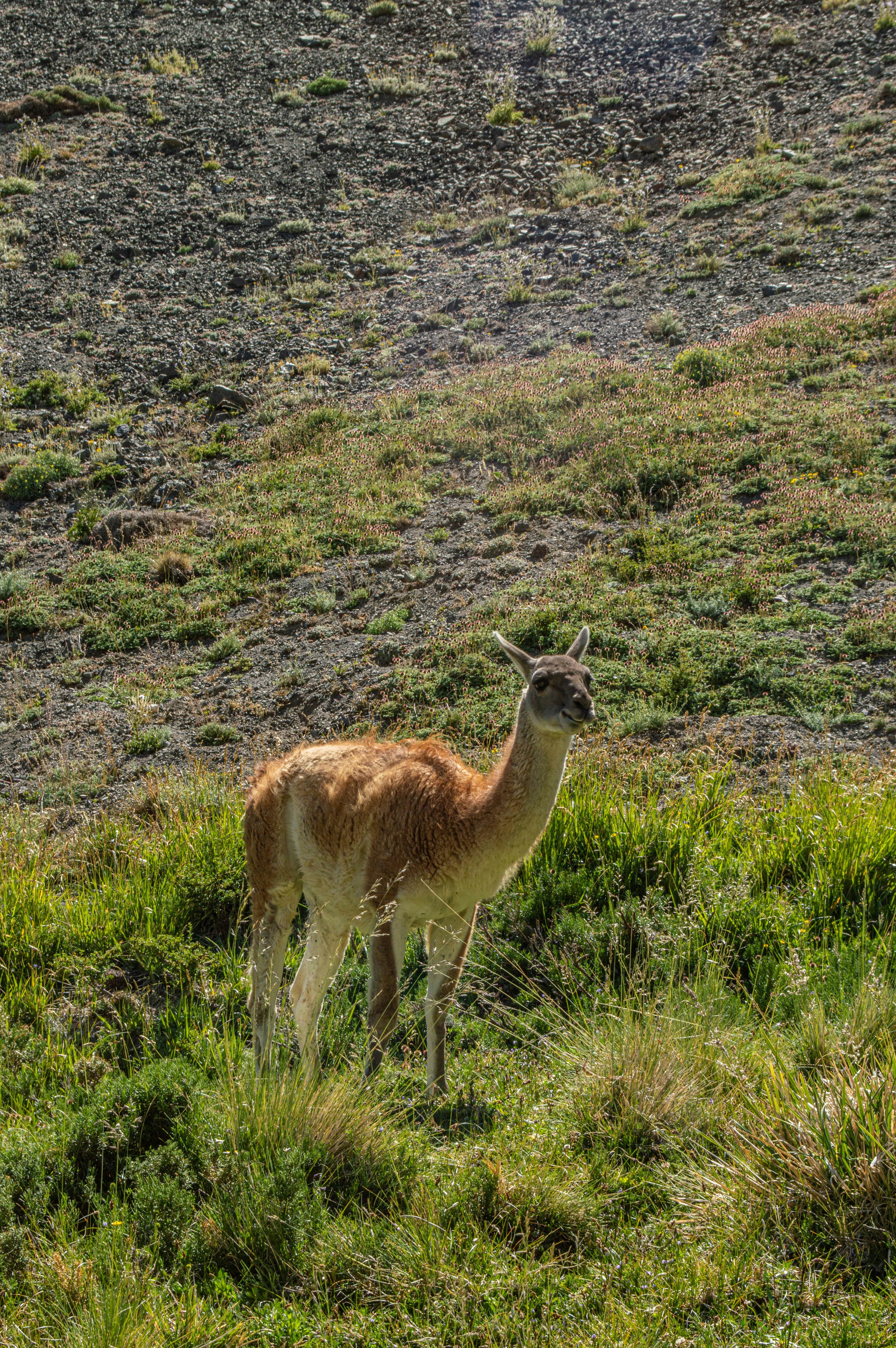 Guanaco Beneath a Rocky Slope: A Quiet Sentinel in Sunlit Grass
