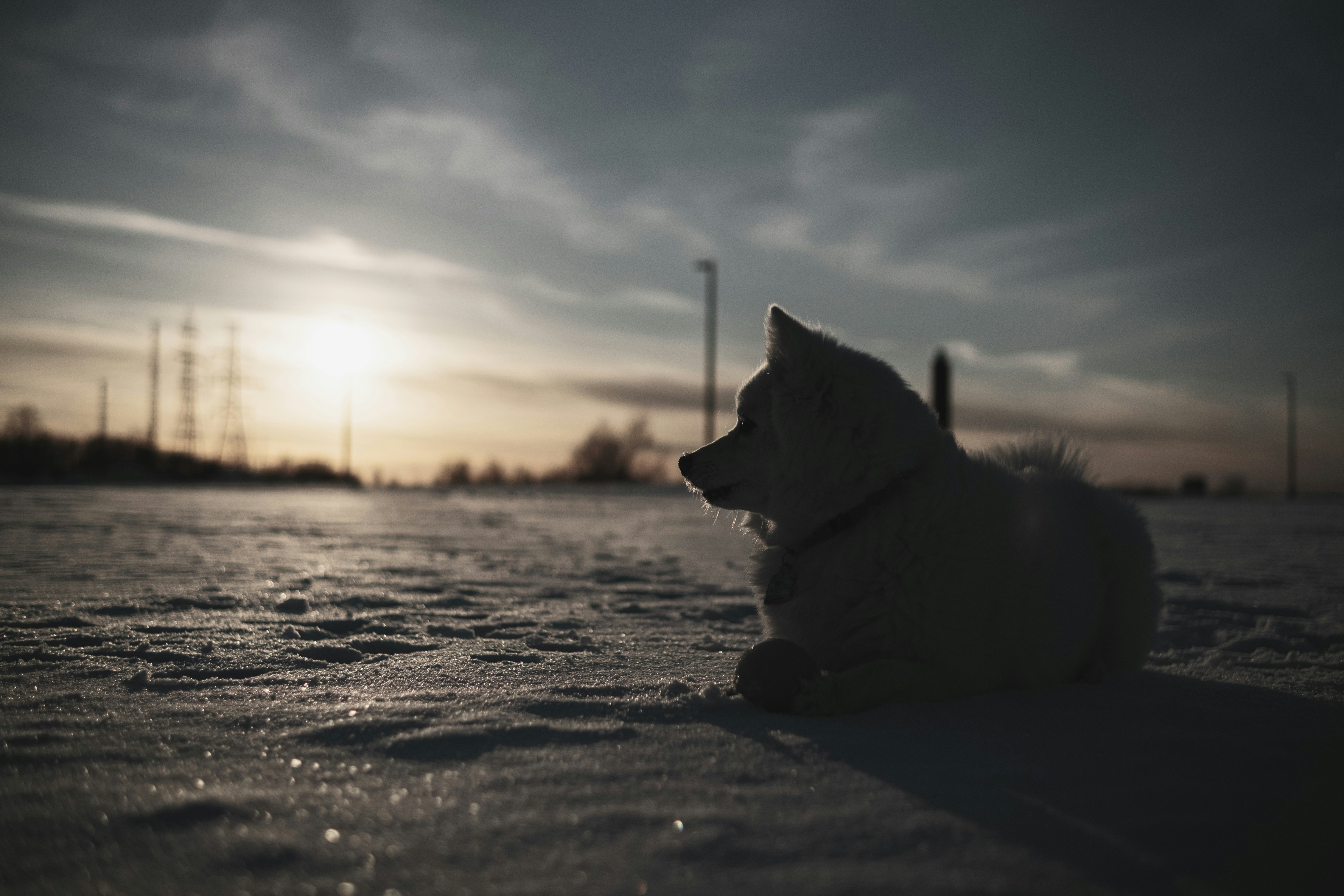 Snowbound silhouette: solitary dog at dusk against a fading sunset