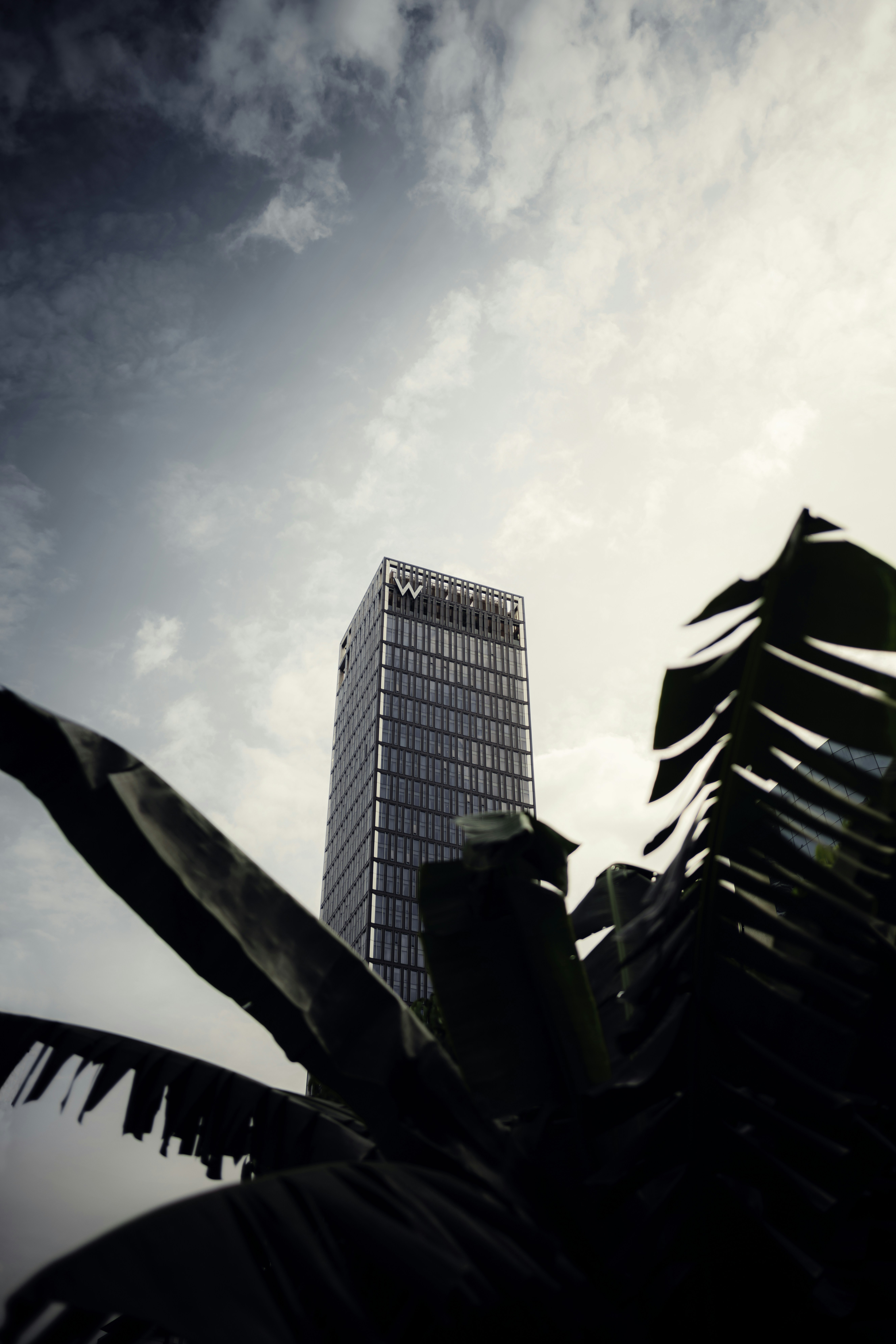 Vertical Giant and Fronds: A Tower Carved by Nature