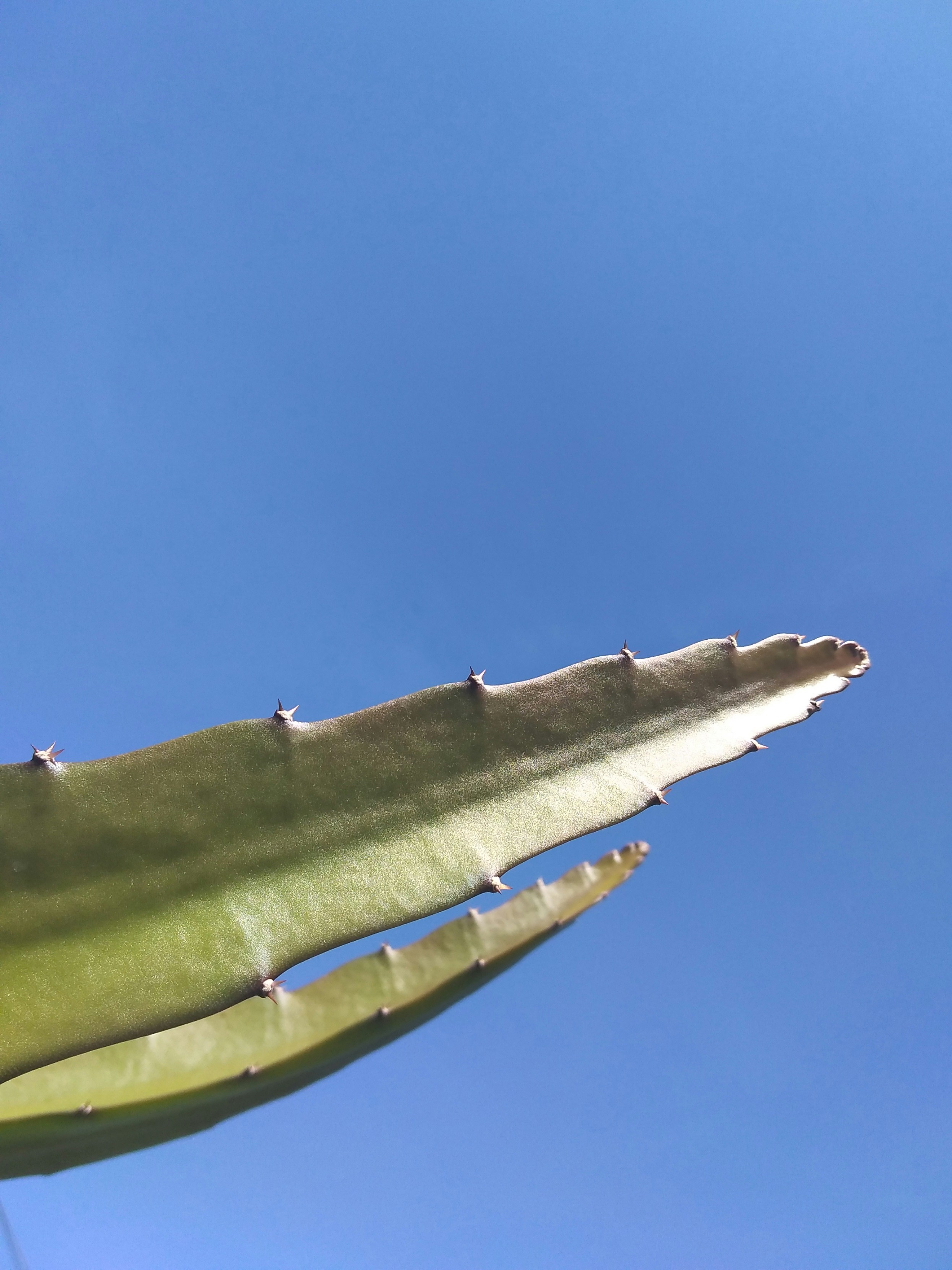 Desert Sentry: A Cactus Spine Reaches Toward the Bright Sky