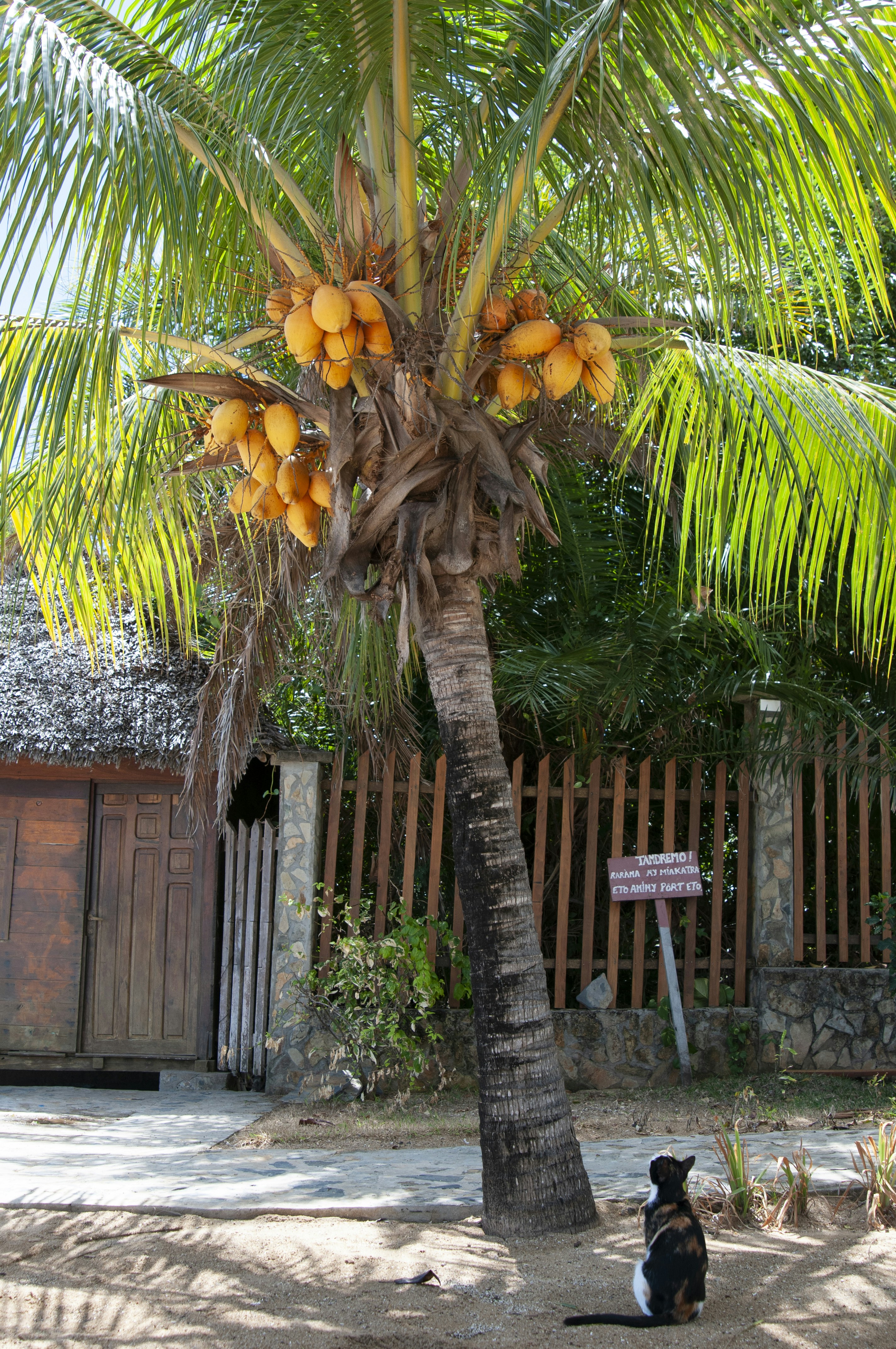 A vibrant coconut palm bearing ripe yellow coconuts, with a curious cat sitting in the foreground, gazing at the tree. The scene captures a serene tropical atmosphere.