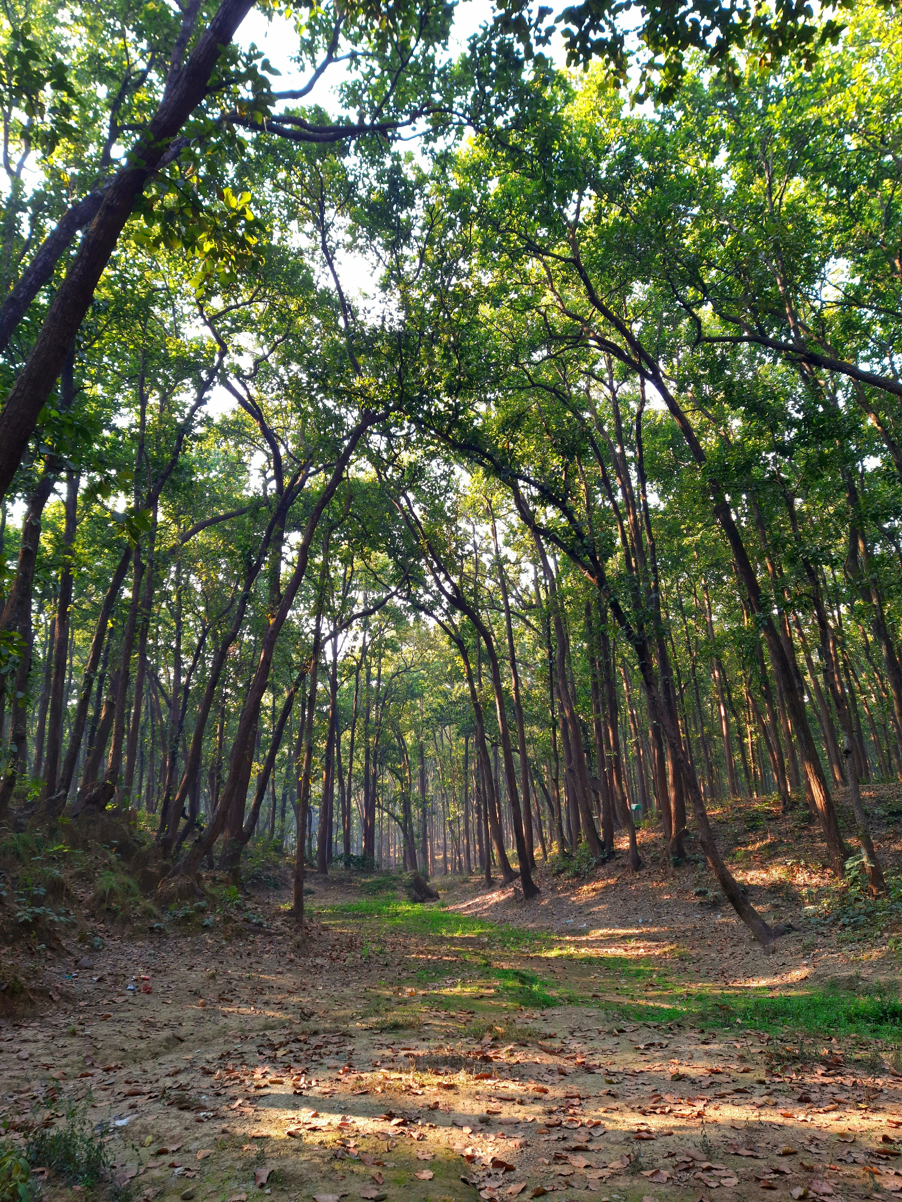 Sunlit forest trail framed by tall trees, inviting exploration and tranquility.