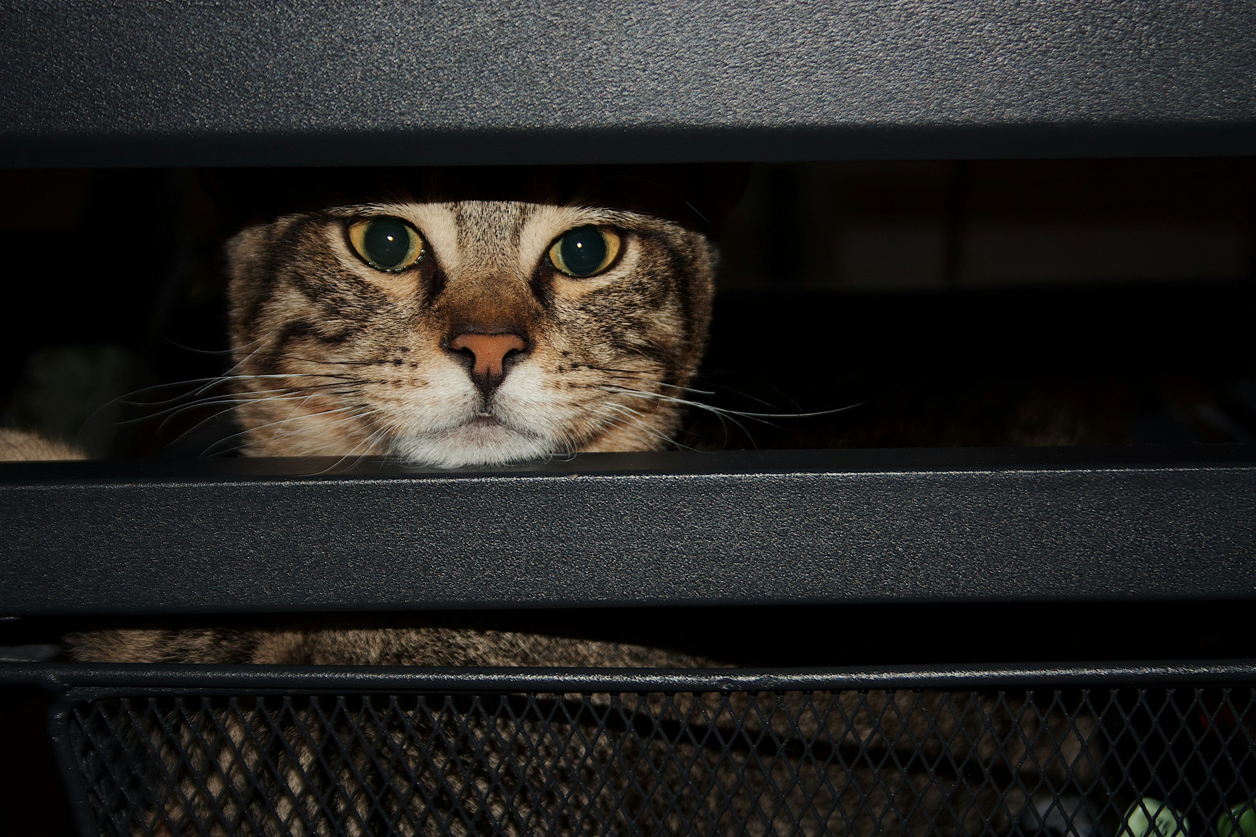 A tabby cat peers through a mesh structure, its expressive eyes revealing curiosity and intrigue.