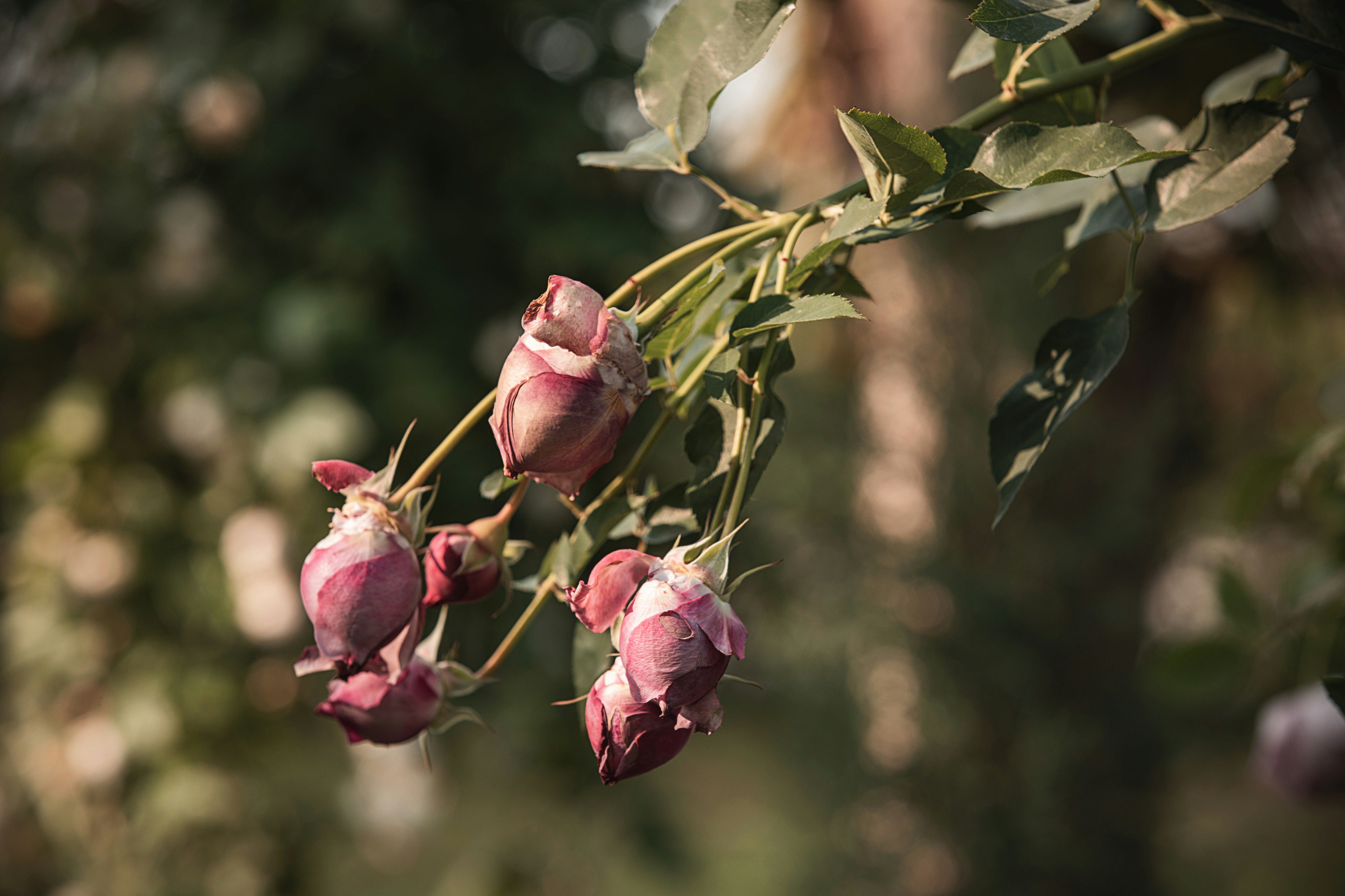 Capullo de flor rosa en lente de cambio de inclinación foto – Imagen de ...