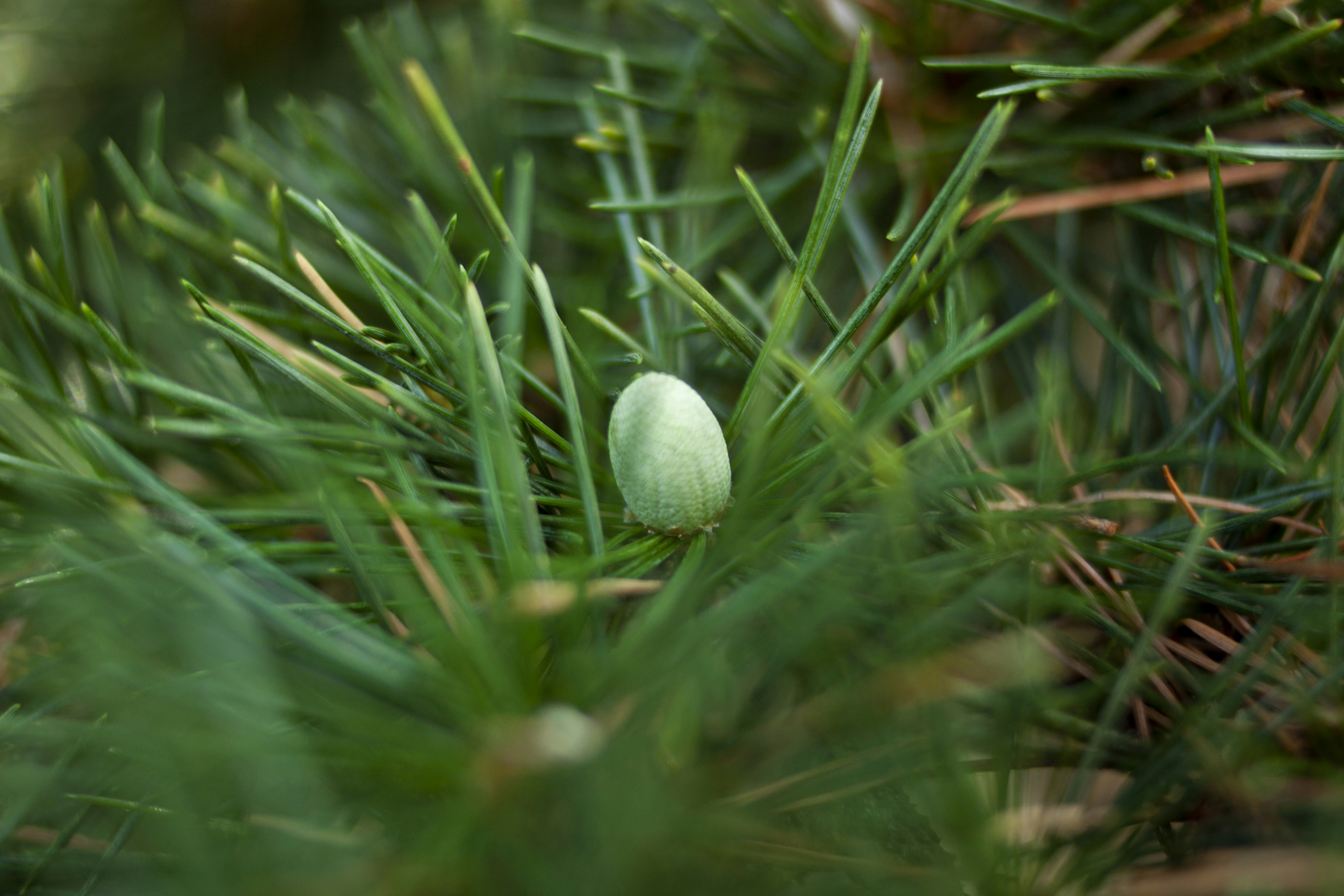 white round fruit on green grass