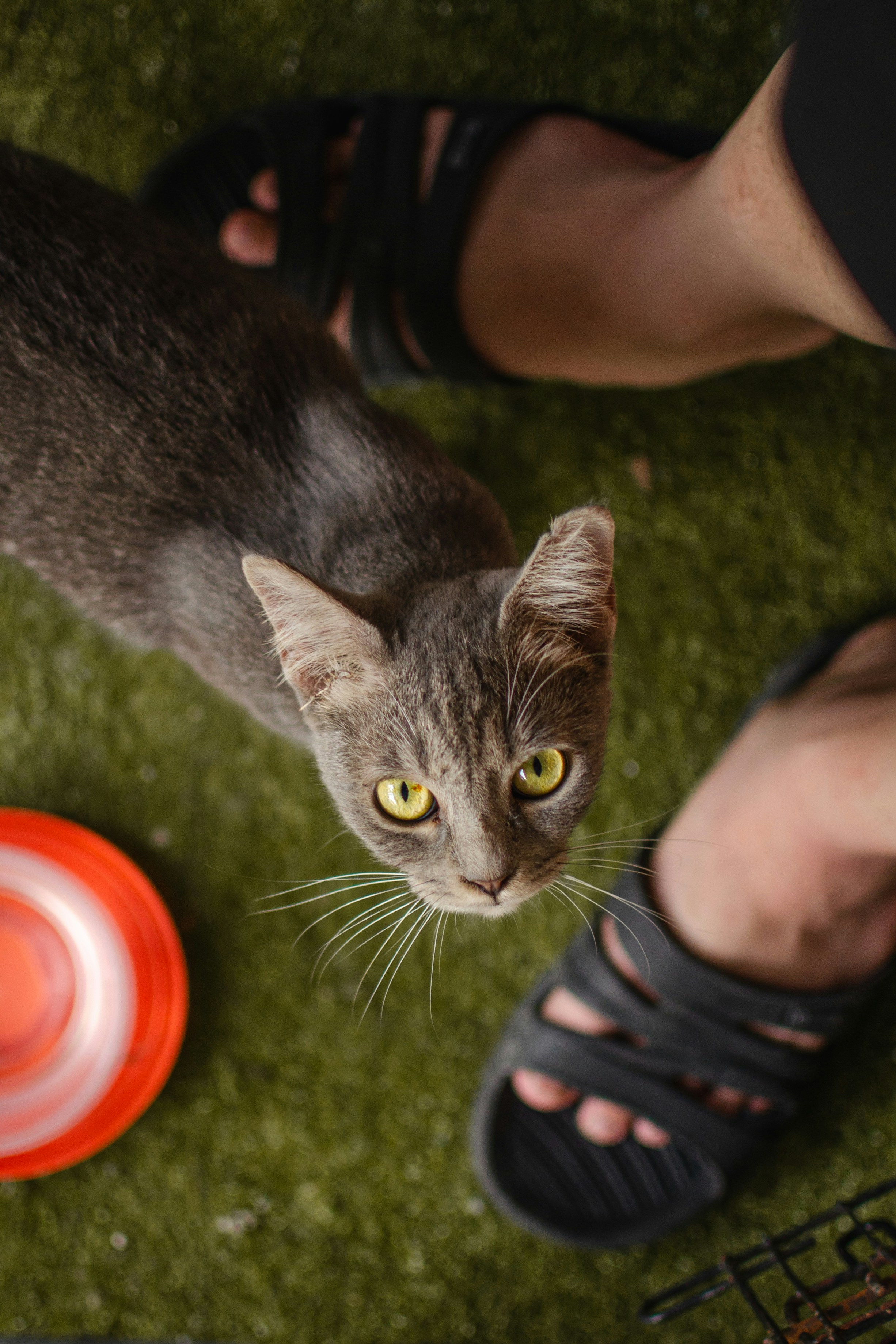 My cat smokey pt.2