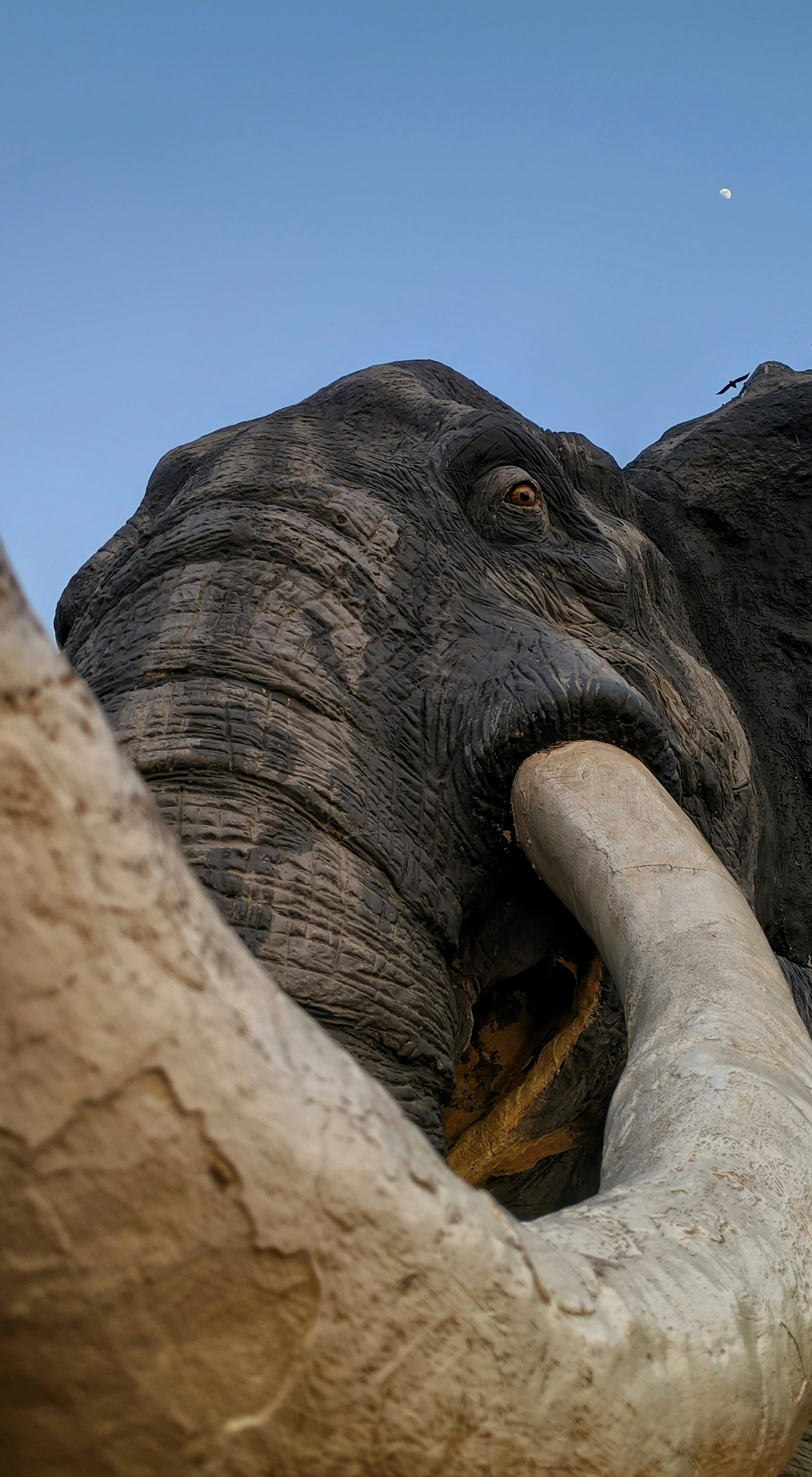 Colossal Tusk, Quiet Gaze: An Elephant's Moment Beneath a Clear Sky