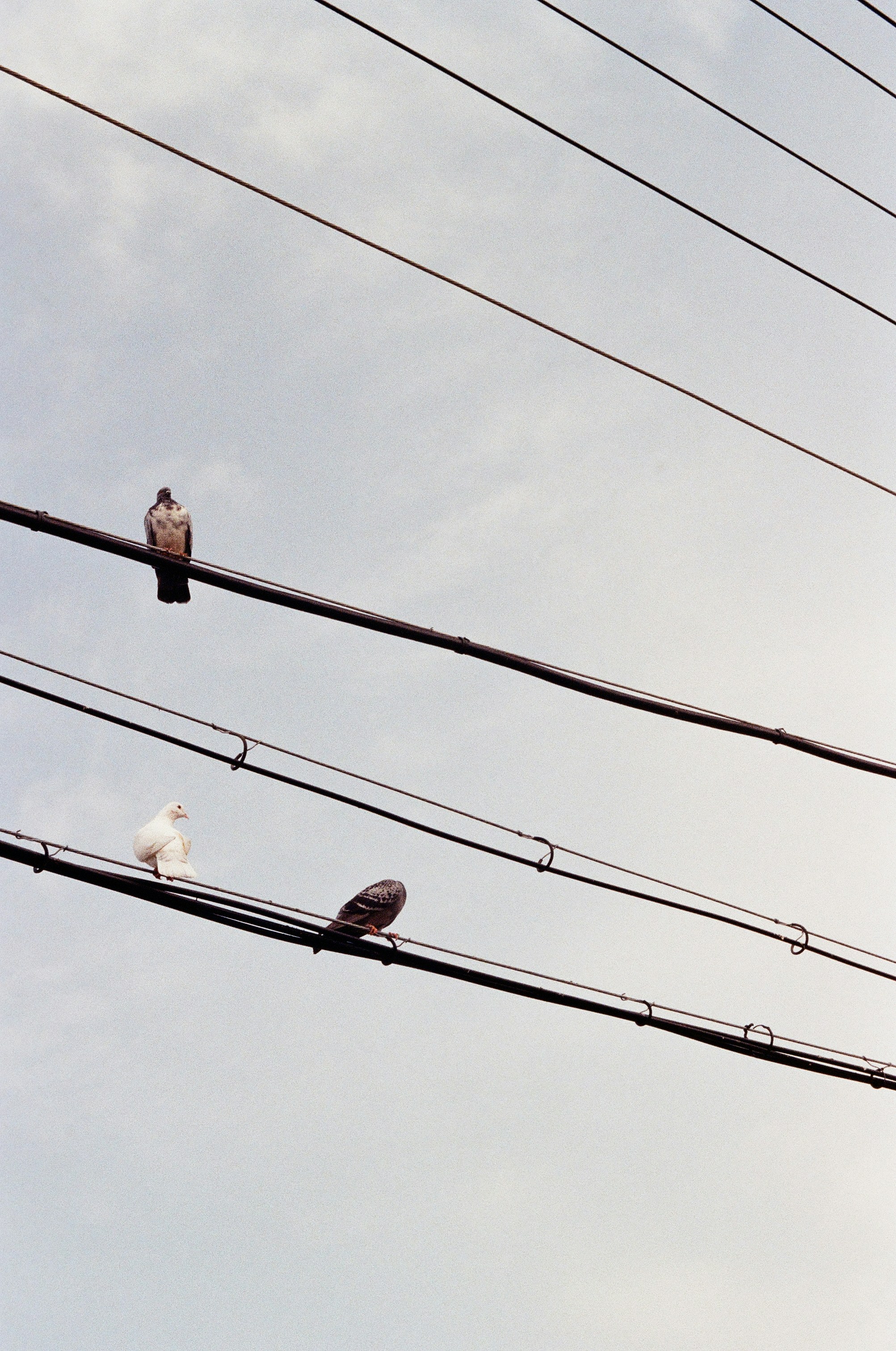 50,000+ Birds On A Wire Pictures | Download Free Images on Unsplash