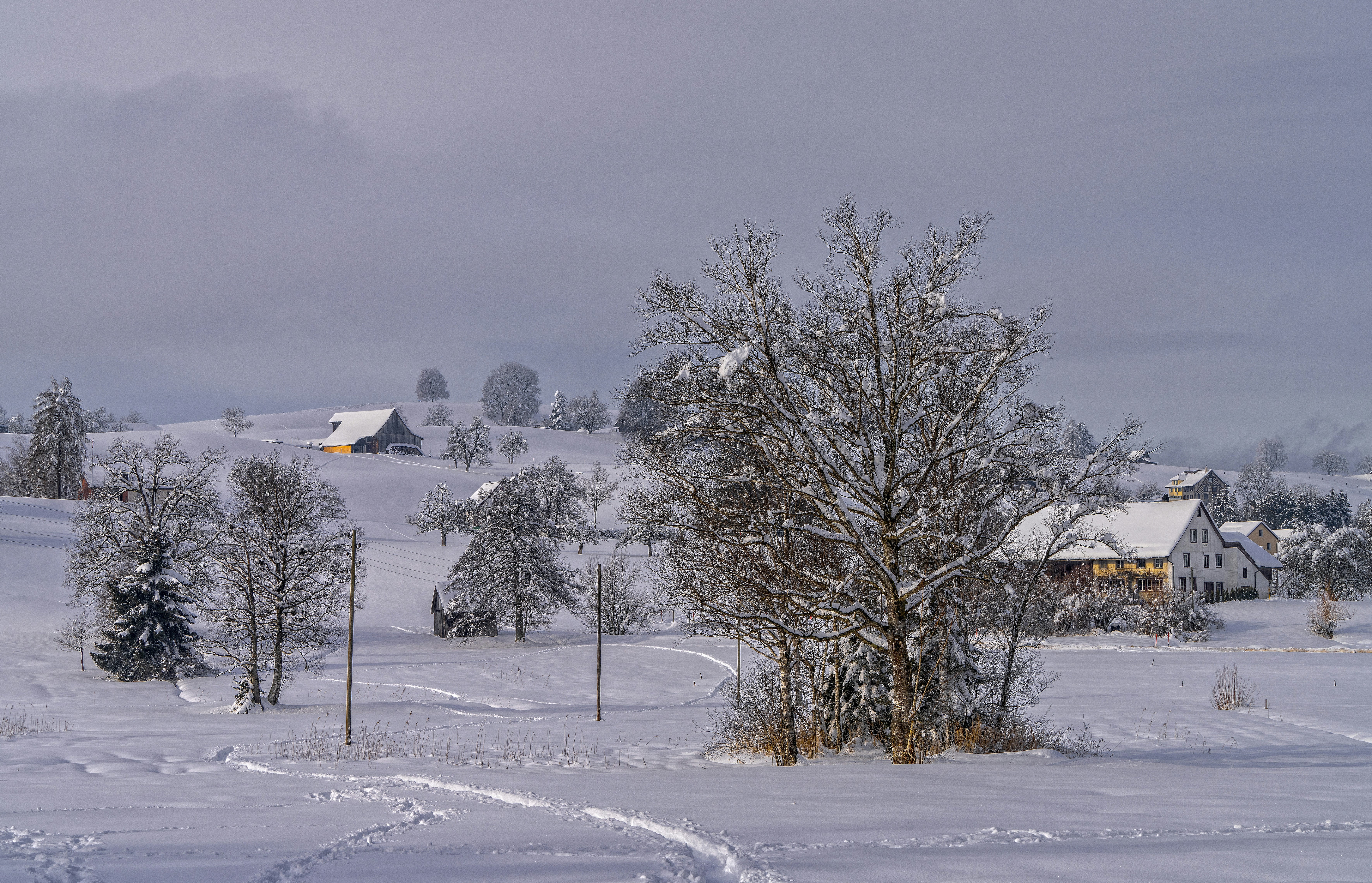 Snow-Crowned Tree Over a Snowbound Village