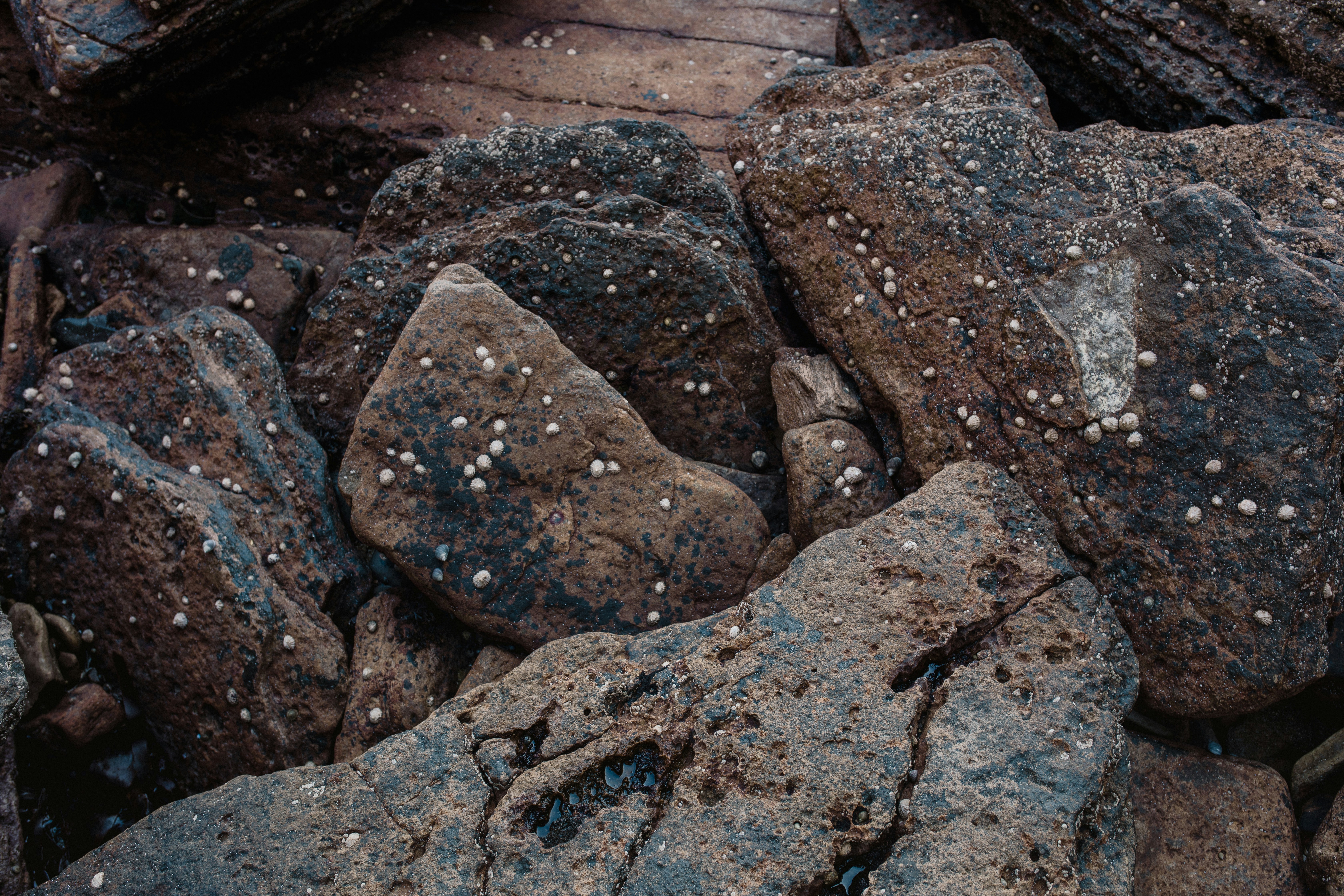Close-up of rugged coastal rocks adorned with small barnacles, showcasing the intricate textures and colors of nature's artistry.