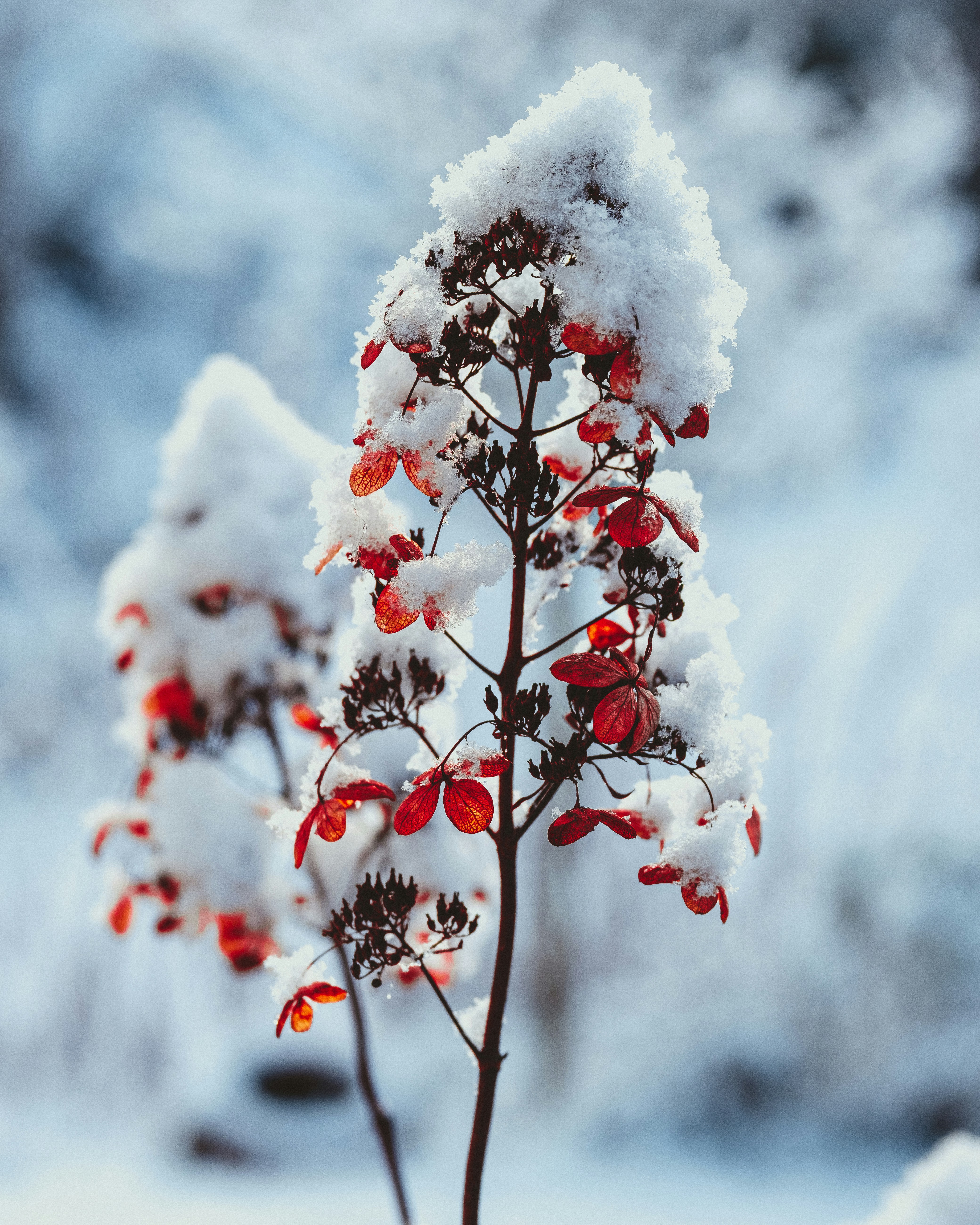 Winter is the most magical of seasons. Outside may be frosty, but inside it is truly “The Most Wonderful Time of the Year.” ❄️