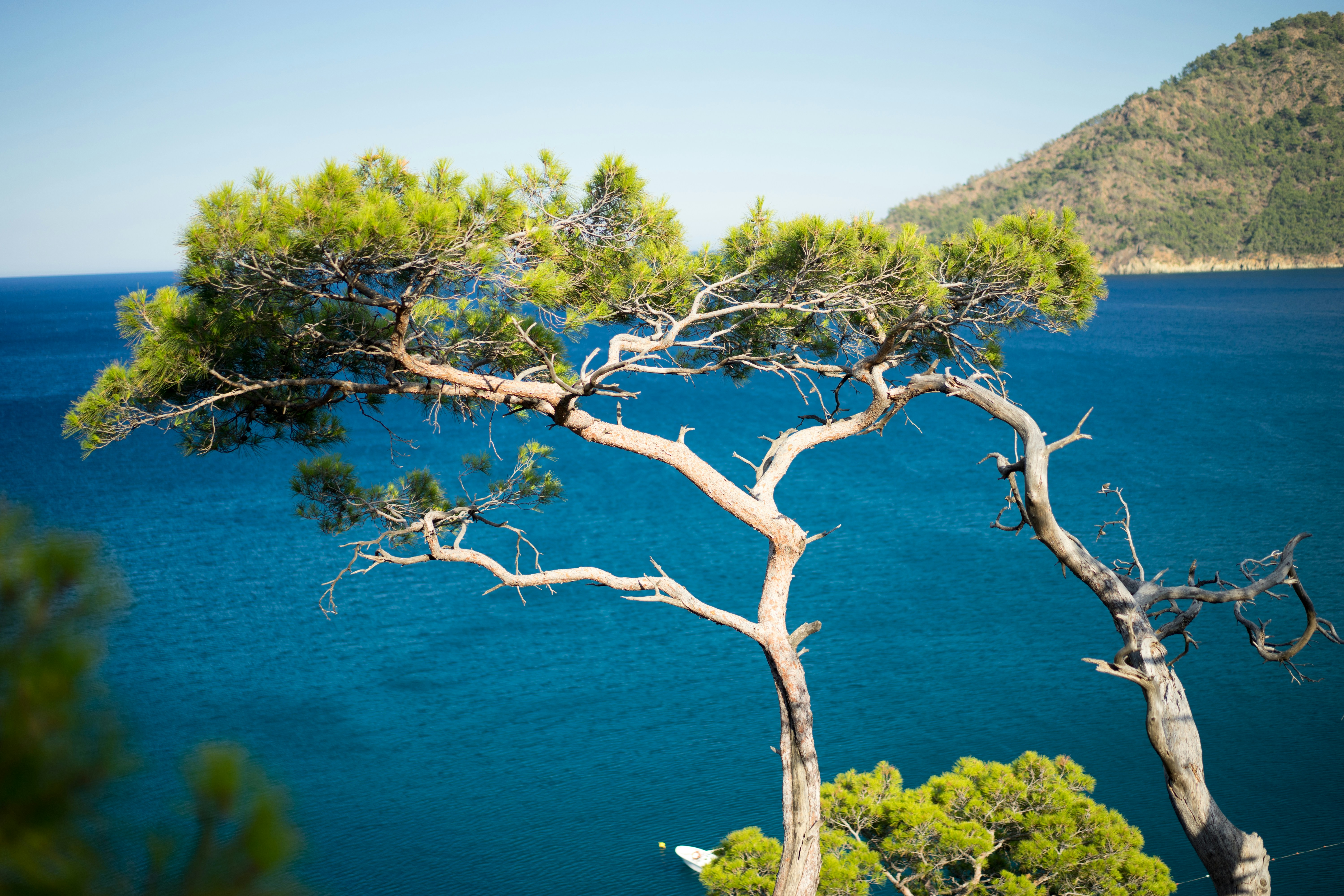 Green tree near body of water during daytime photo – Free Turkey Image ...