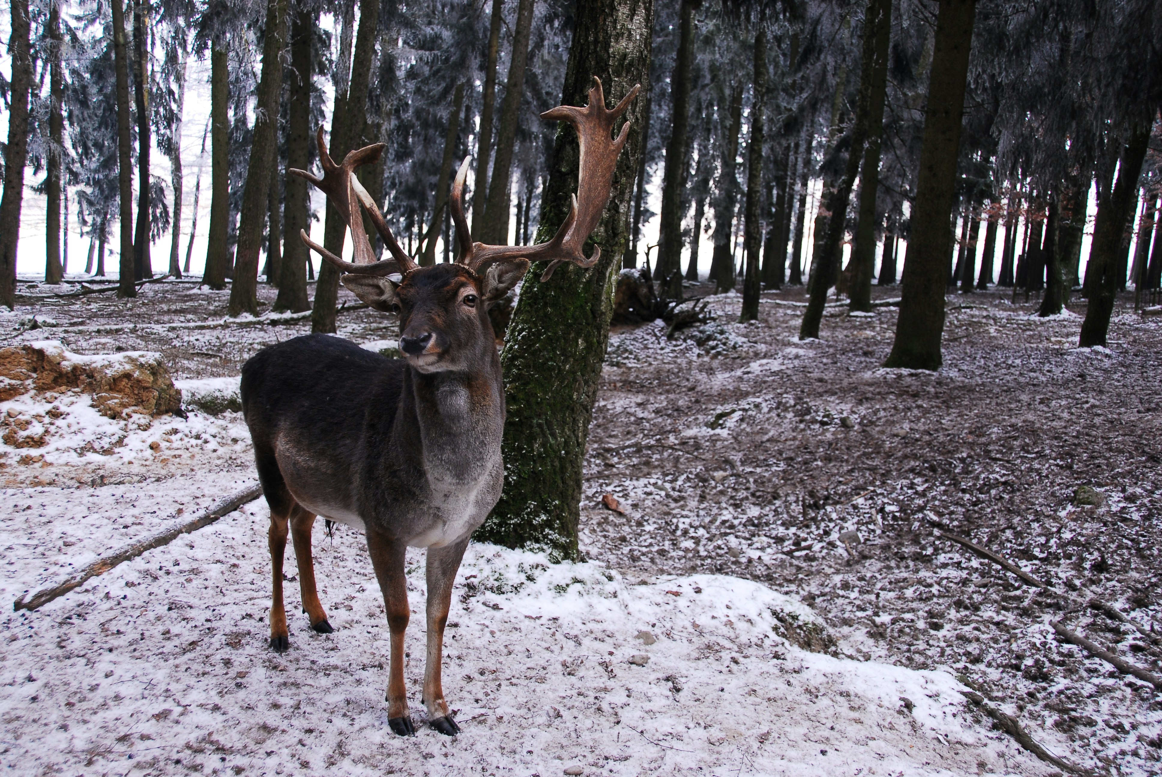 brown deer standing on snow covered ground during daytime