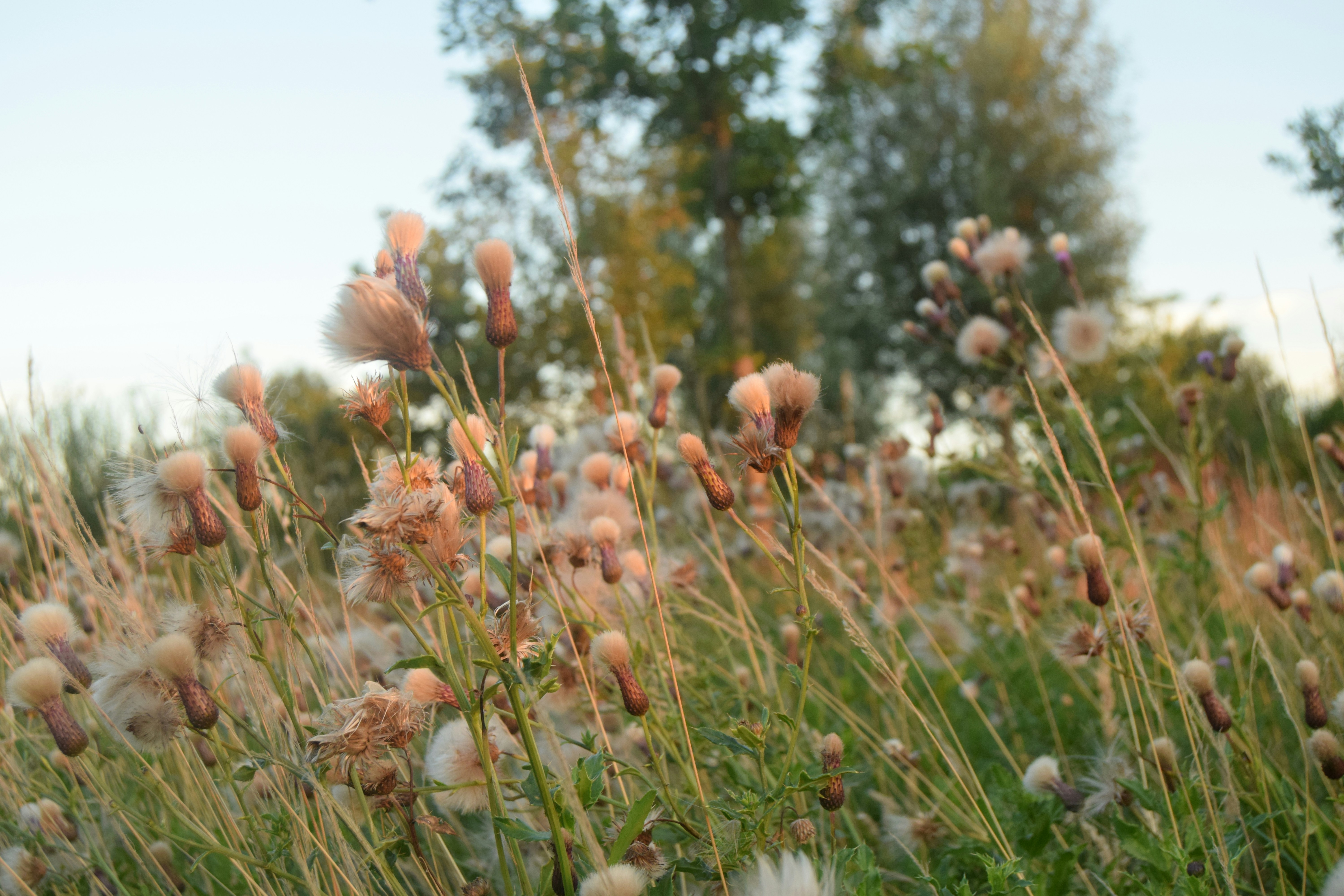 Wildflowers sway gently in a sunlit meadow, creating a soft tapestry of colors and textures. The scene captures the essence of nature's tranquility.