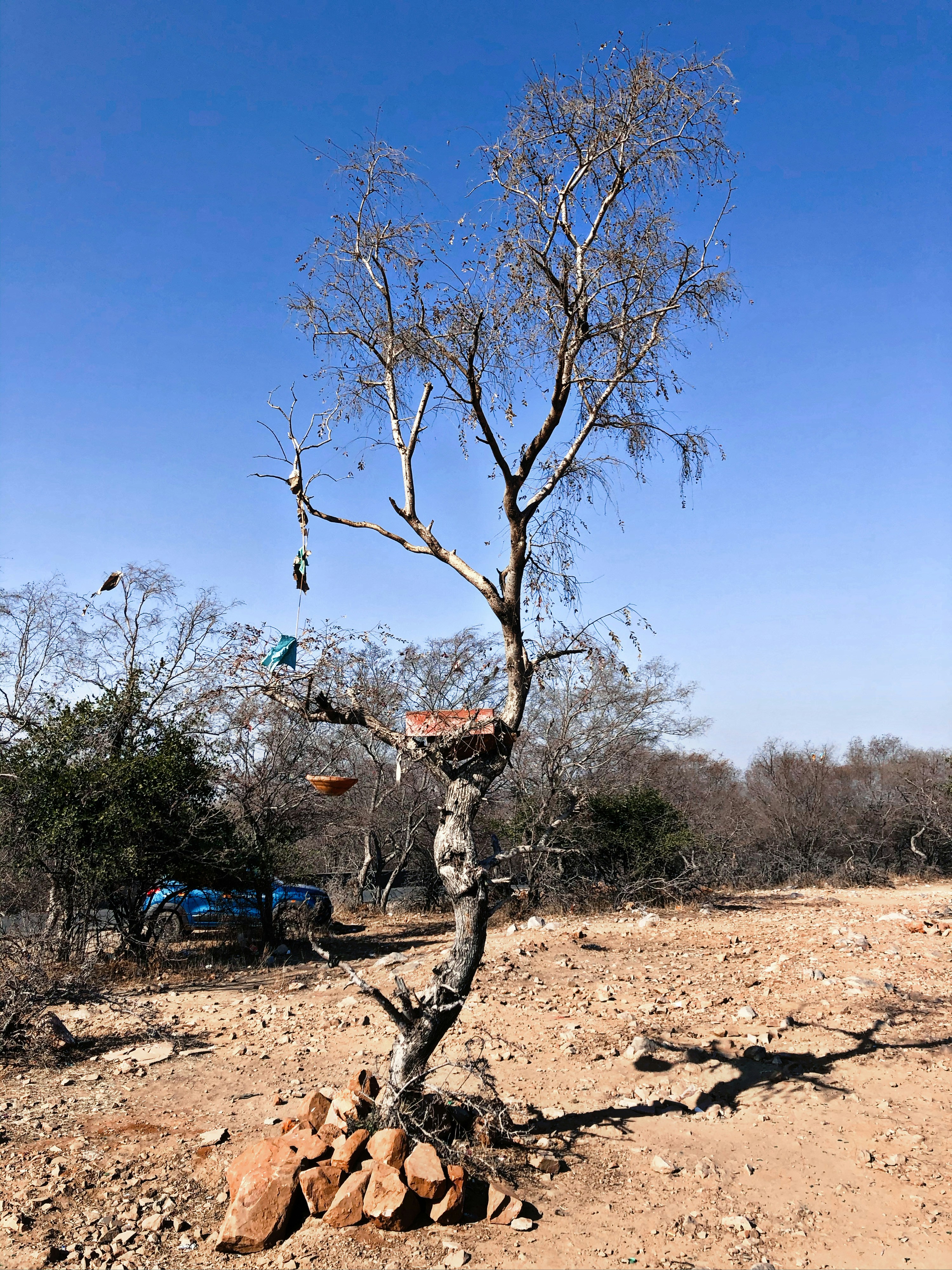 brown leafless tree on brown field during daytime