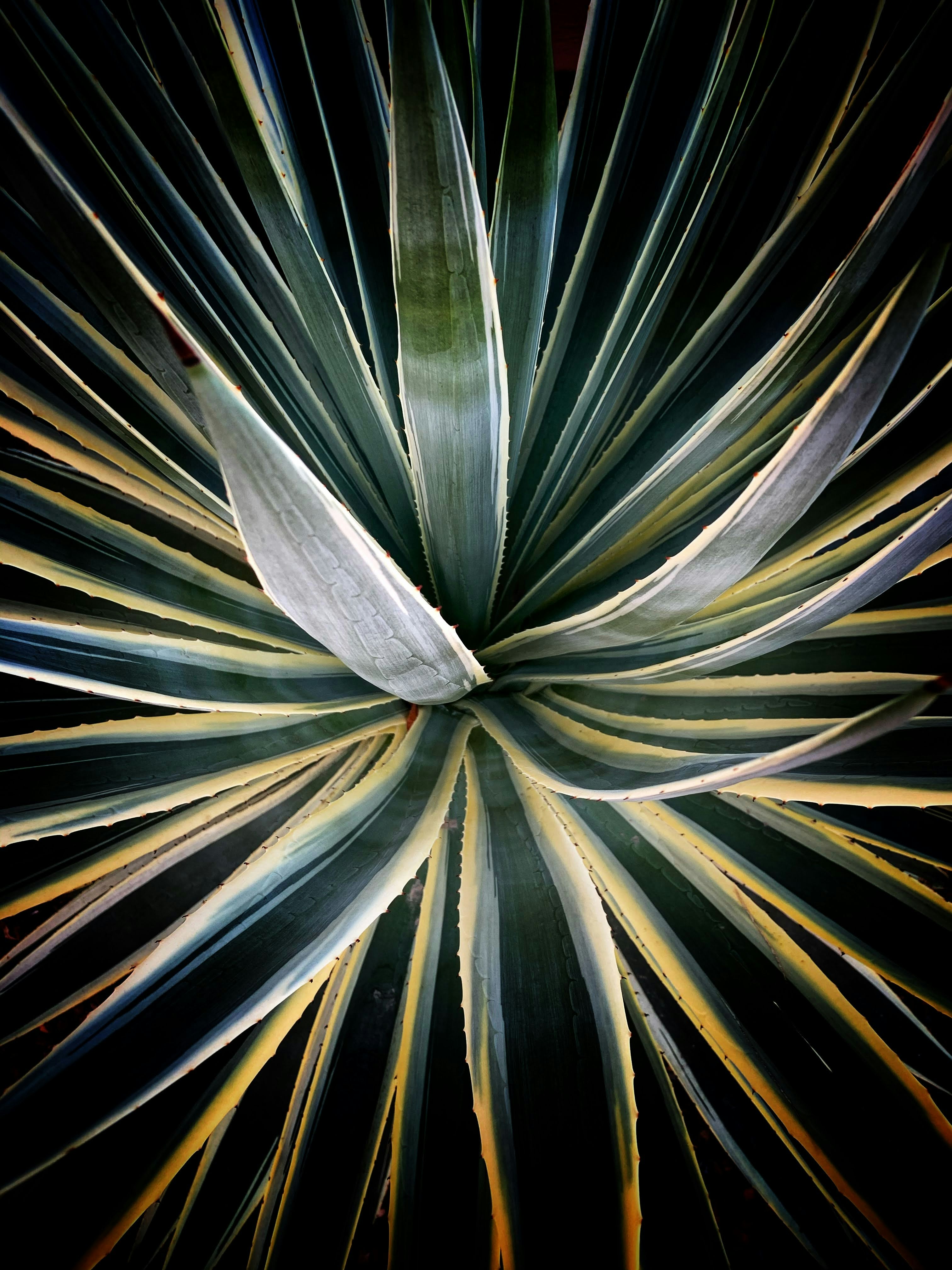 Spiral Echoes in Green: Close-Up on an Agave Rosette