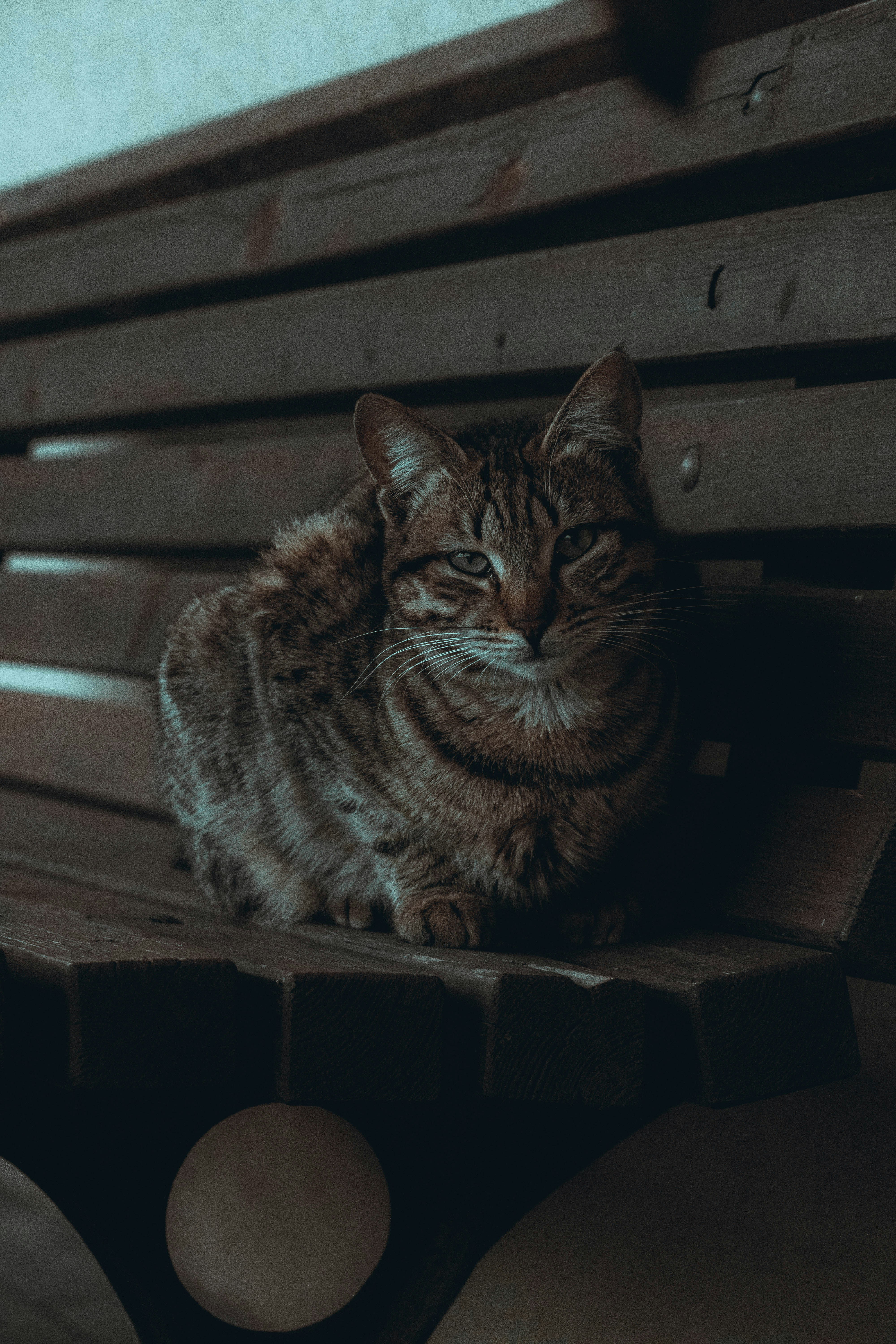 A tabby cat lounging on a wooden bench, exuding a calm and watchful demeanor in a softly lit environment.