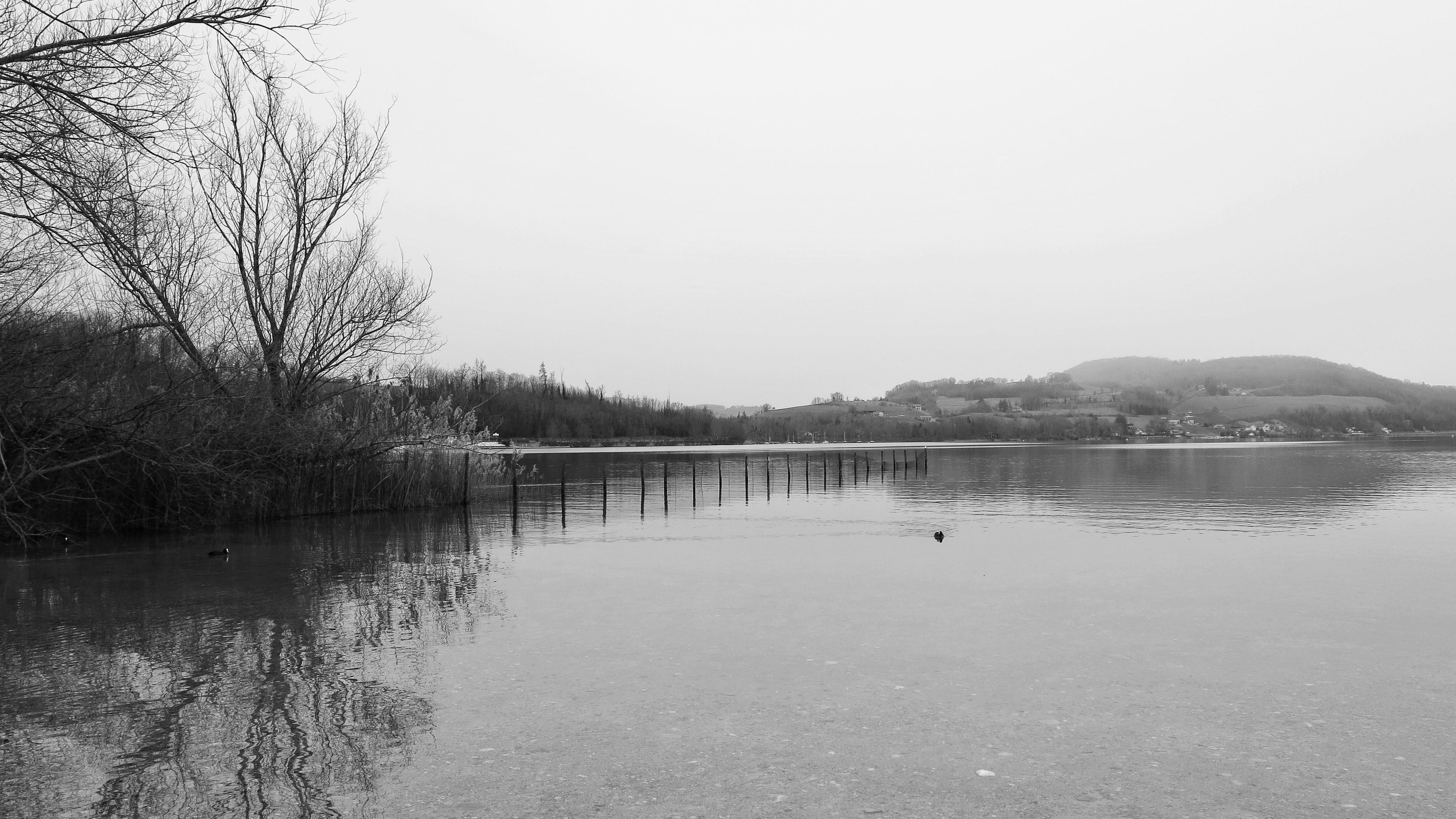 A tranquil lakeside scene featuring bare trees reflecting in the calm water, with a distant hill under a soft, overcast sky.