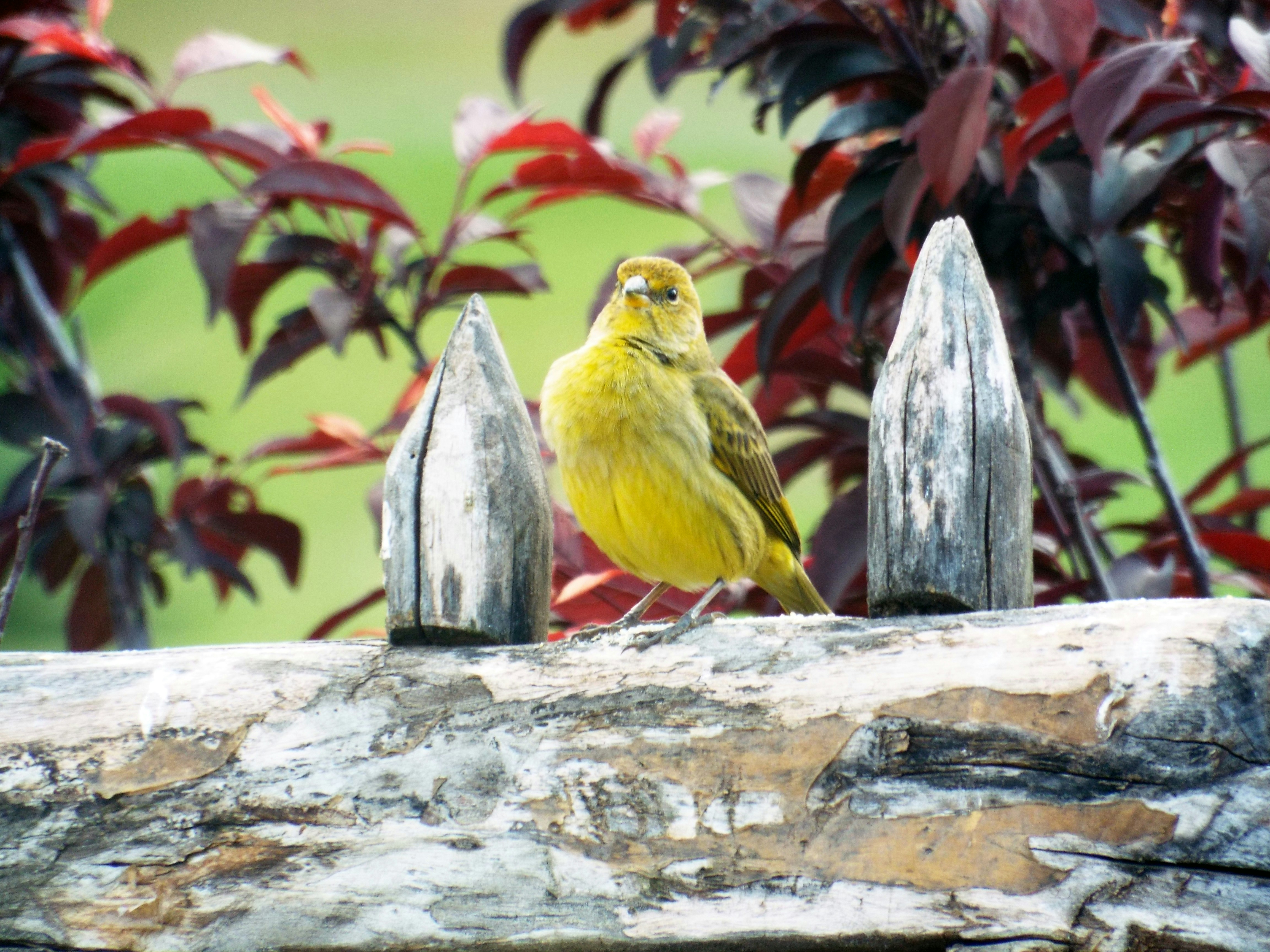 Yellow Bird on Weathered Fence Post in Garden Spotlight