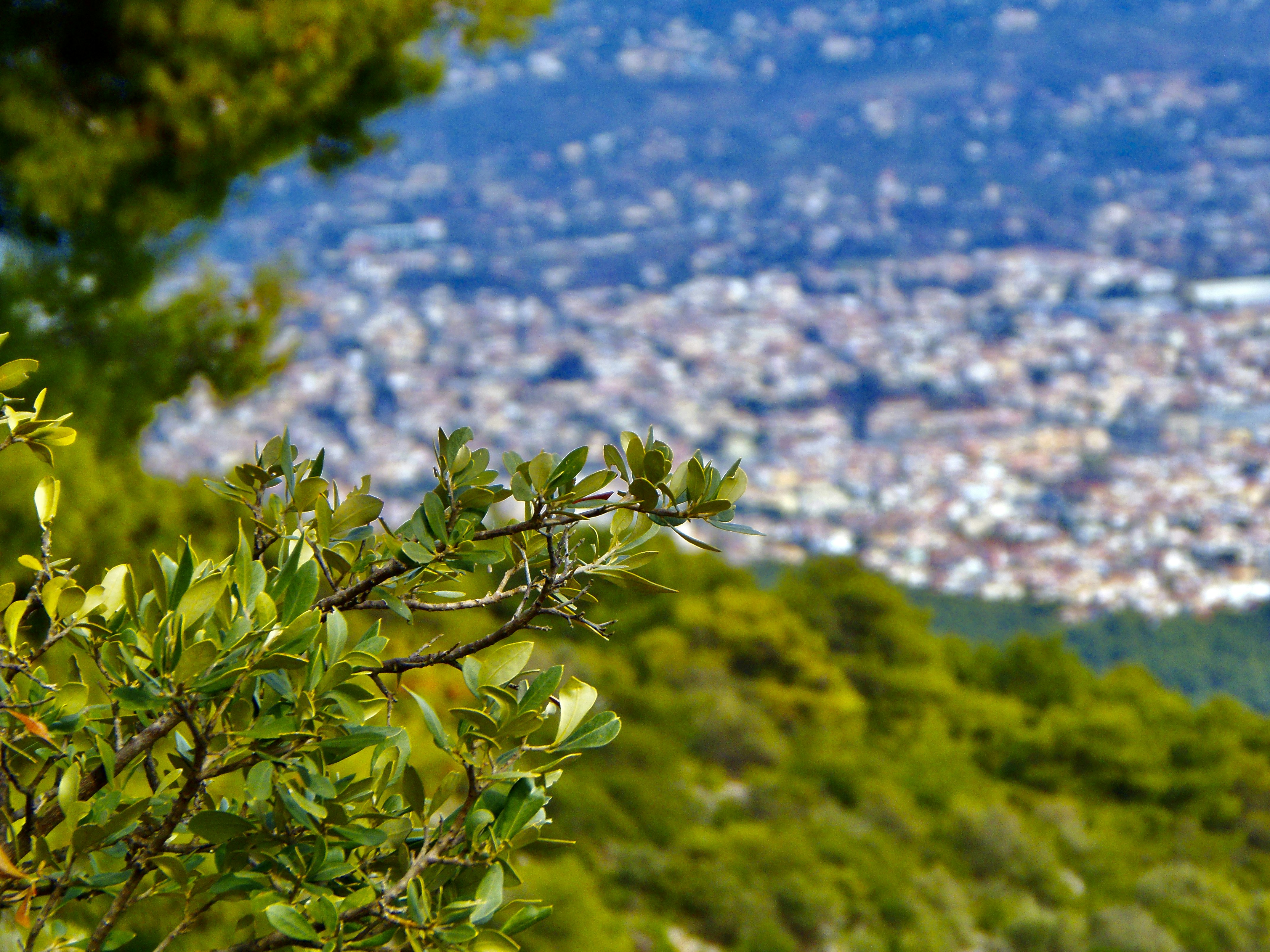 Crisp Leafy Foreground with a Dreamy Distant Cityscape