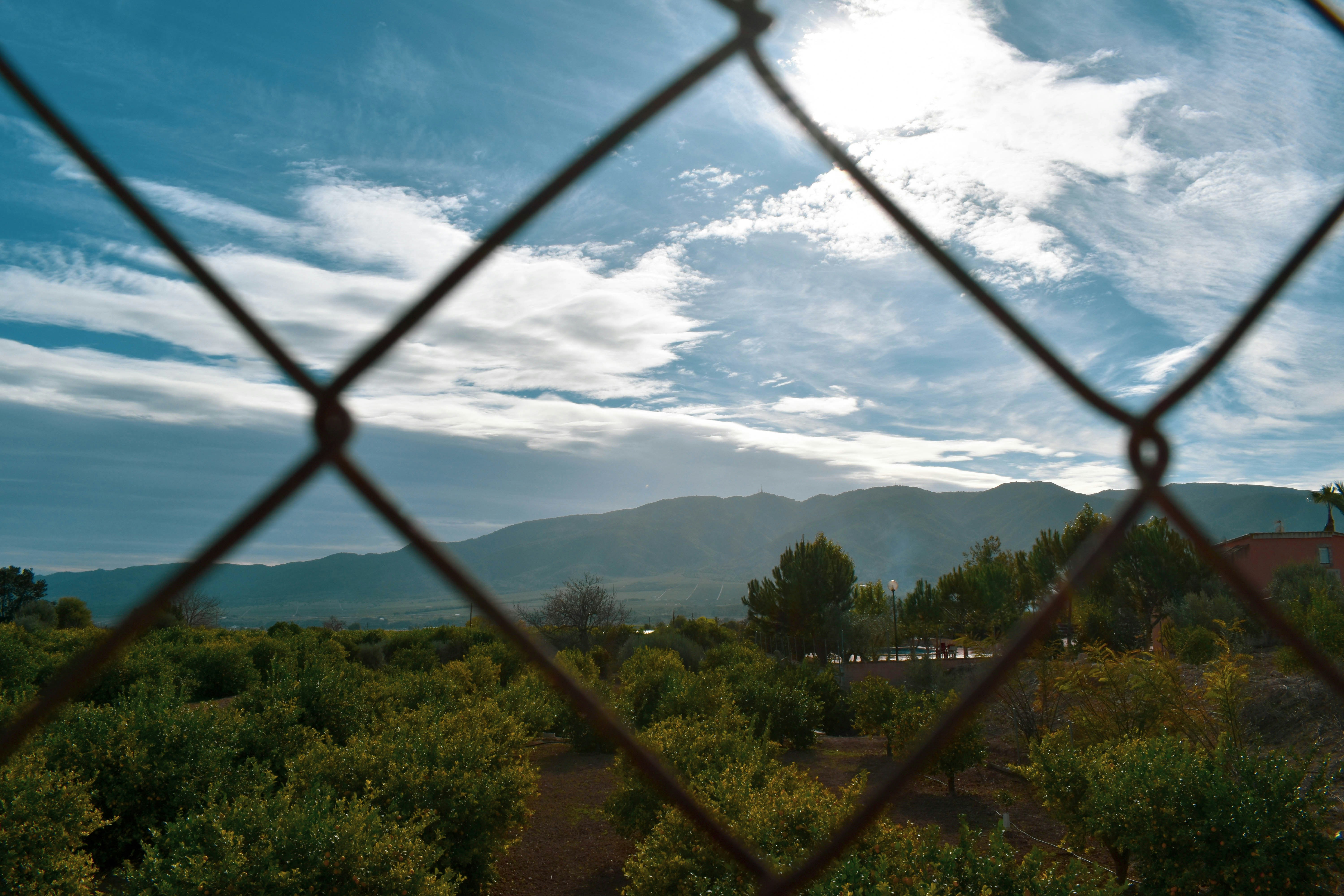 Framed Horizon: Orchard Rows Toward a Distant Ridge