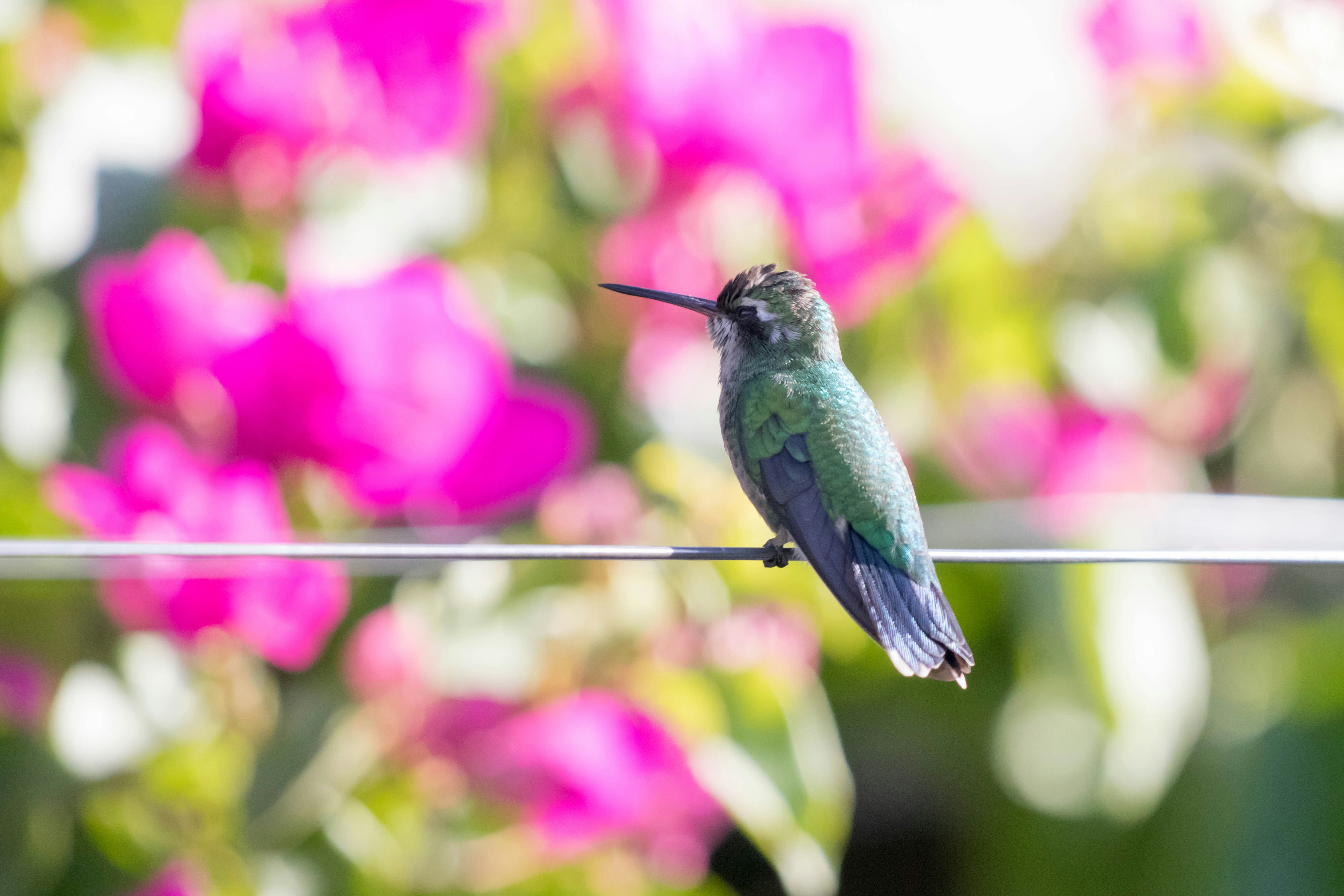 Emerald Hummingbird on a Silver Wire, Framed by Fuchsia Bloom