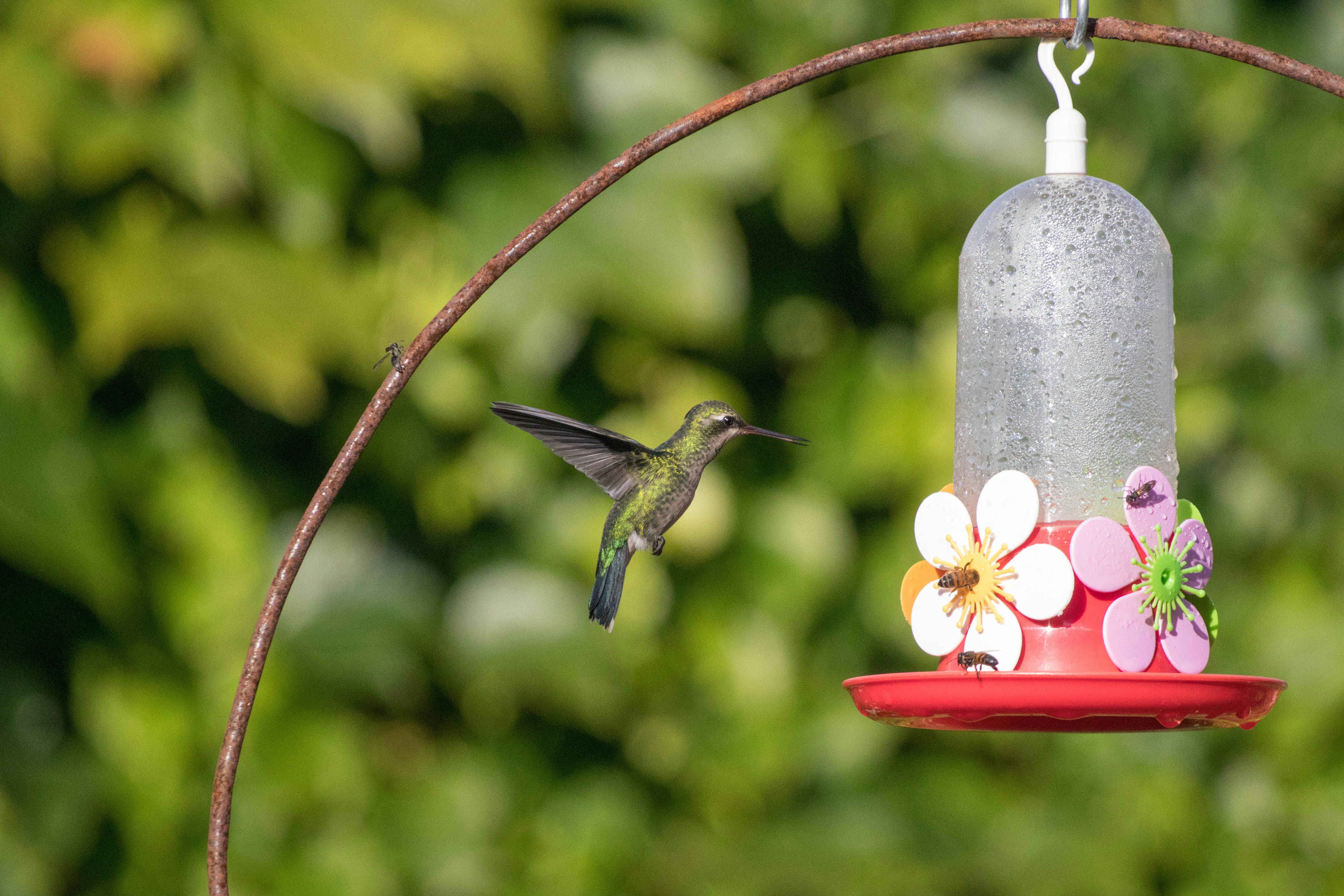 Green and gray humming bird on red round plastic container photo – Free ...